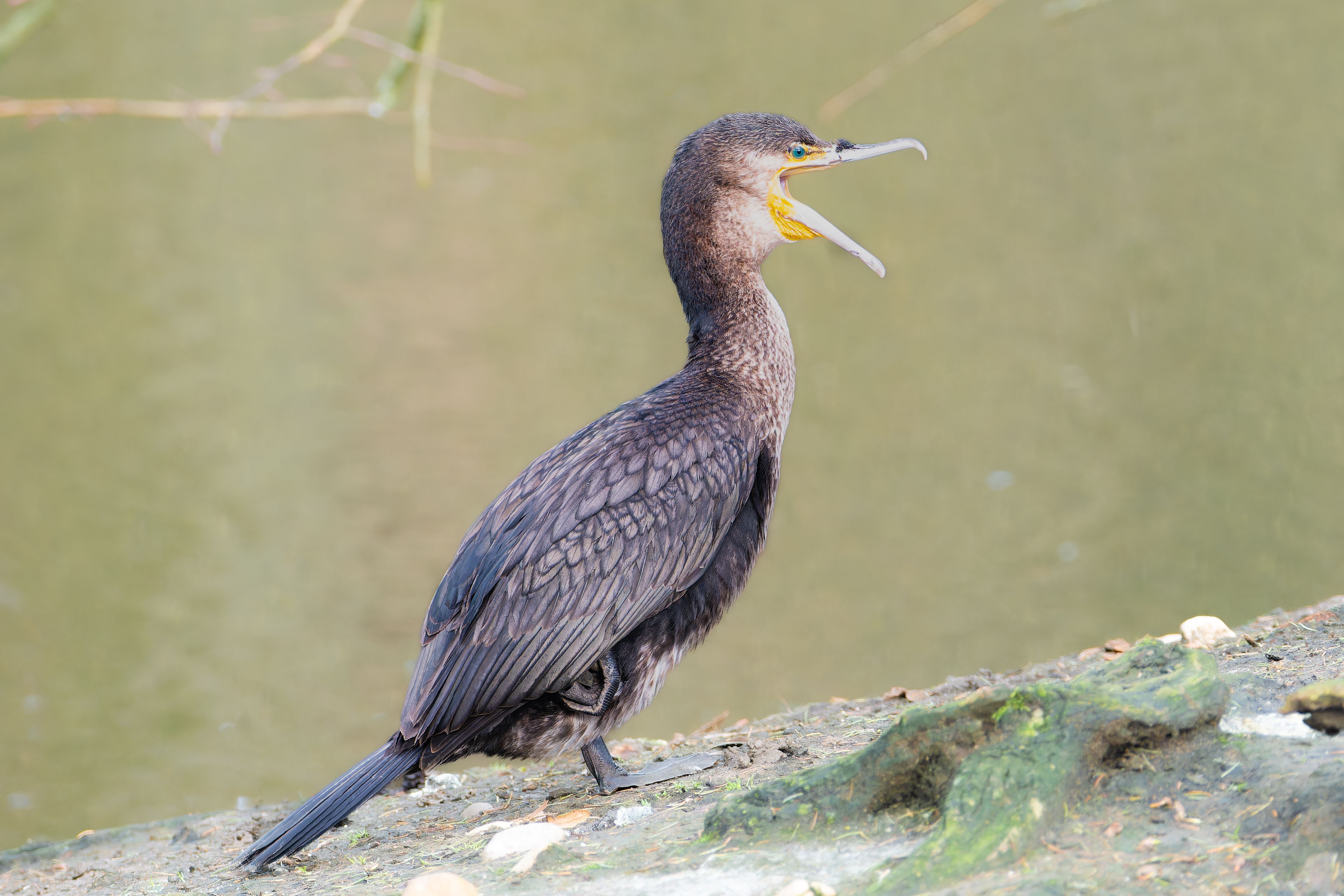 A bird with a beak open on a rock · Free Stock Photo