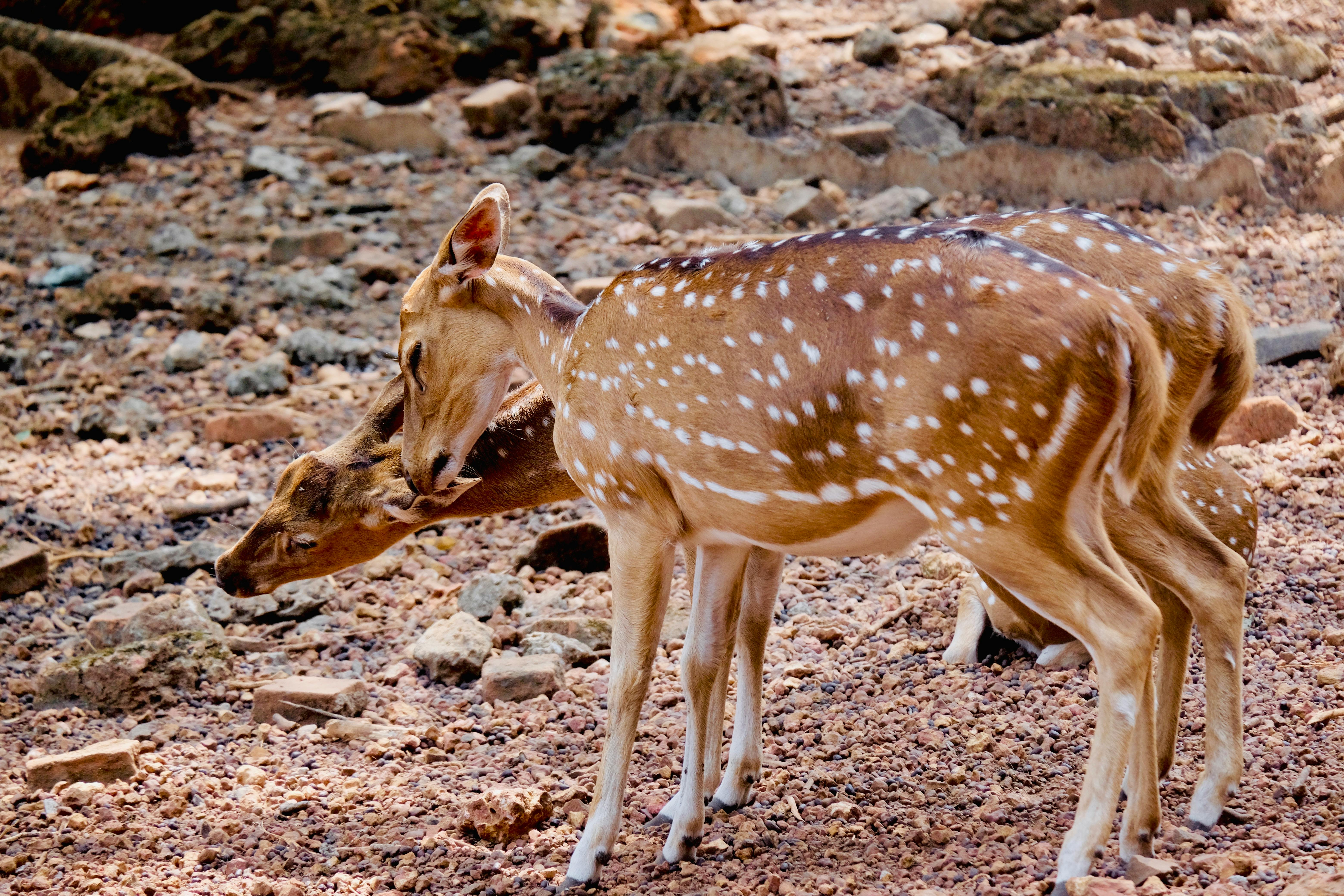 Two Deer Showing Affection · Free Stock Photo