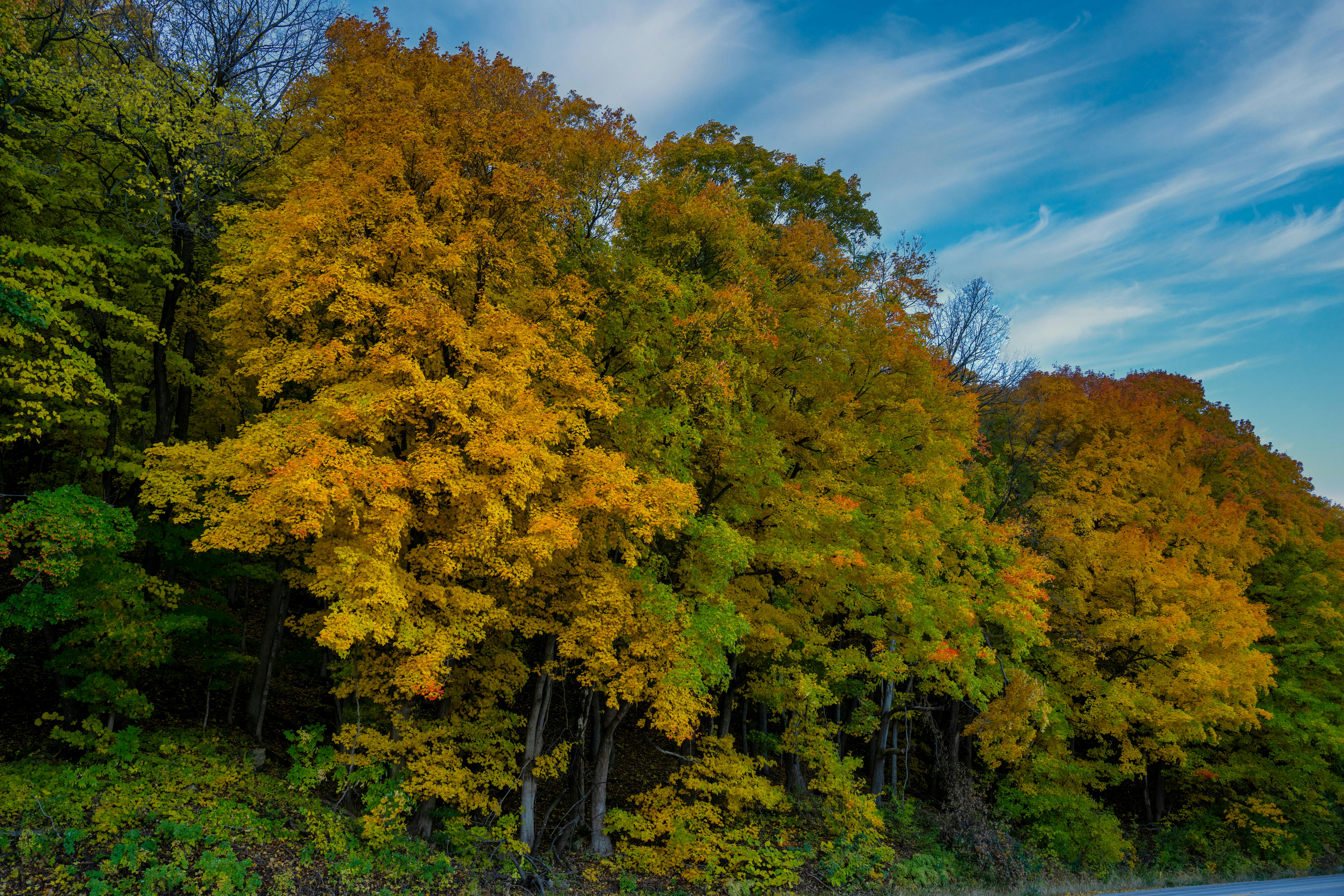 Fog over Forest in Autumn · Free Stock Photo