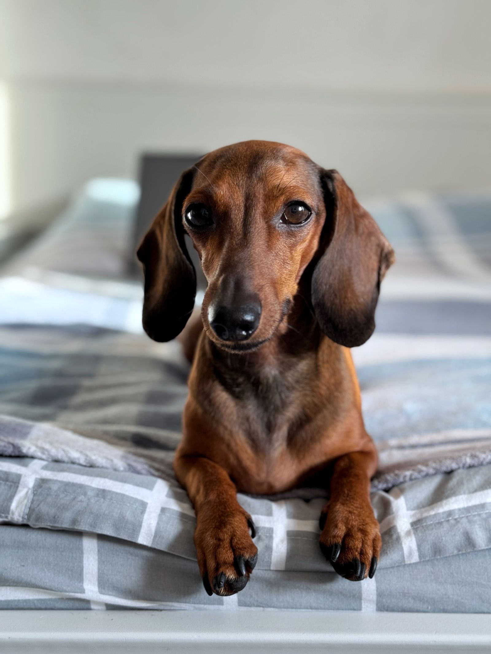 Dachshund Wallpaper Photos, Download The BEST Free Dachshund Wallpaper ...