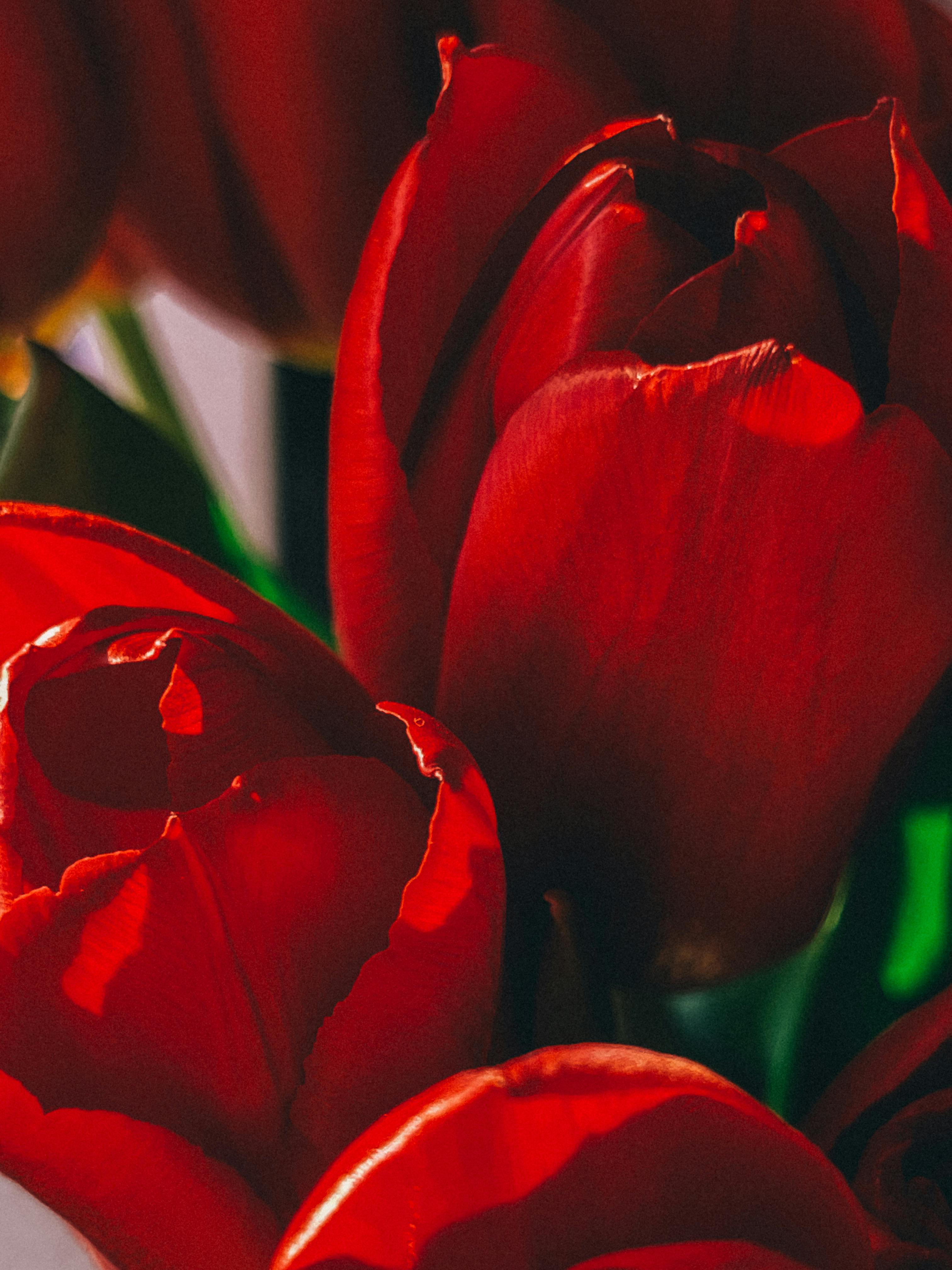 Close up of Red Tulips · Free Stock Photo