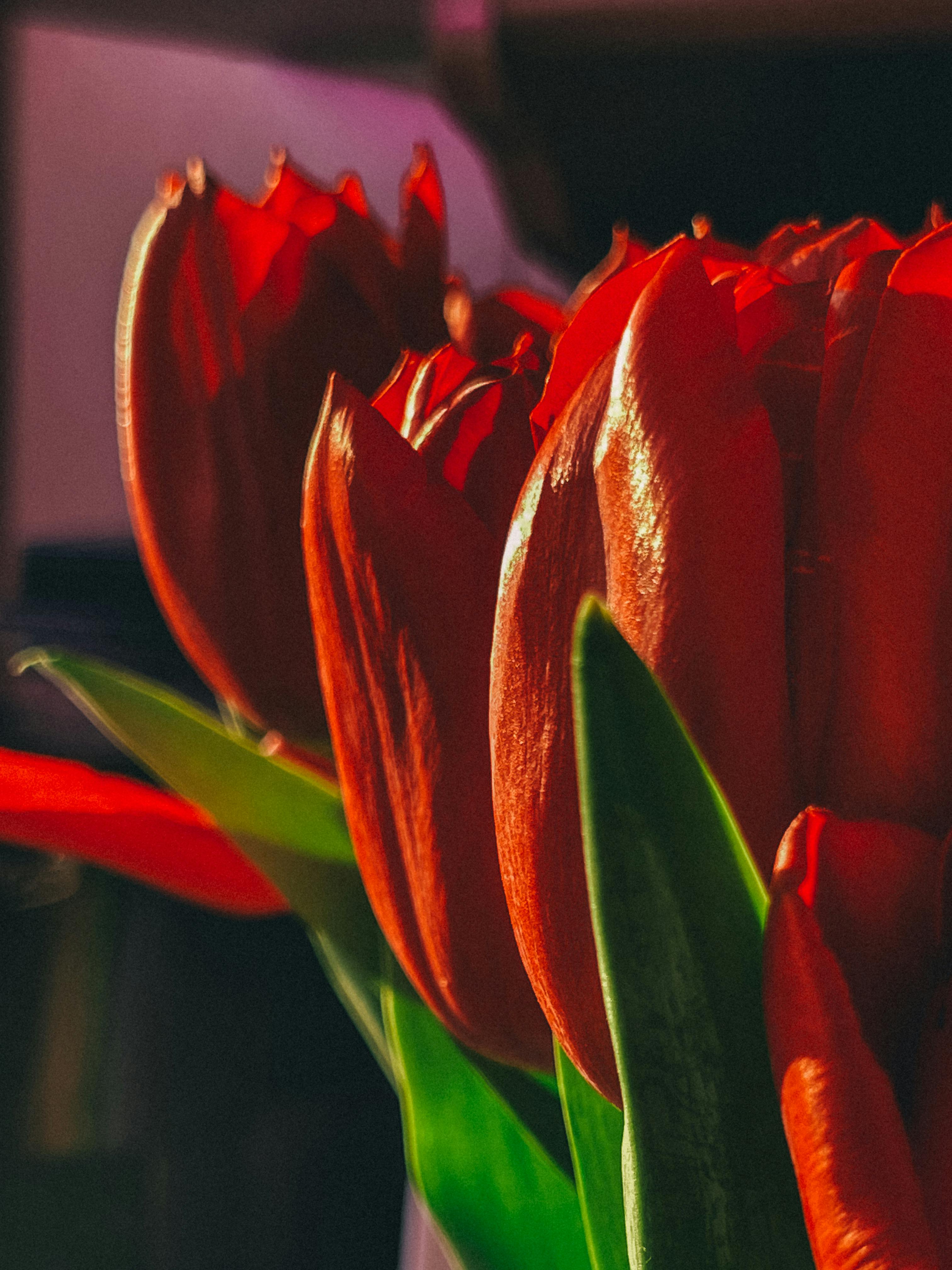 Lightweight Photos, Download The BEST Free Lightweight Stock Photos ...