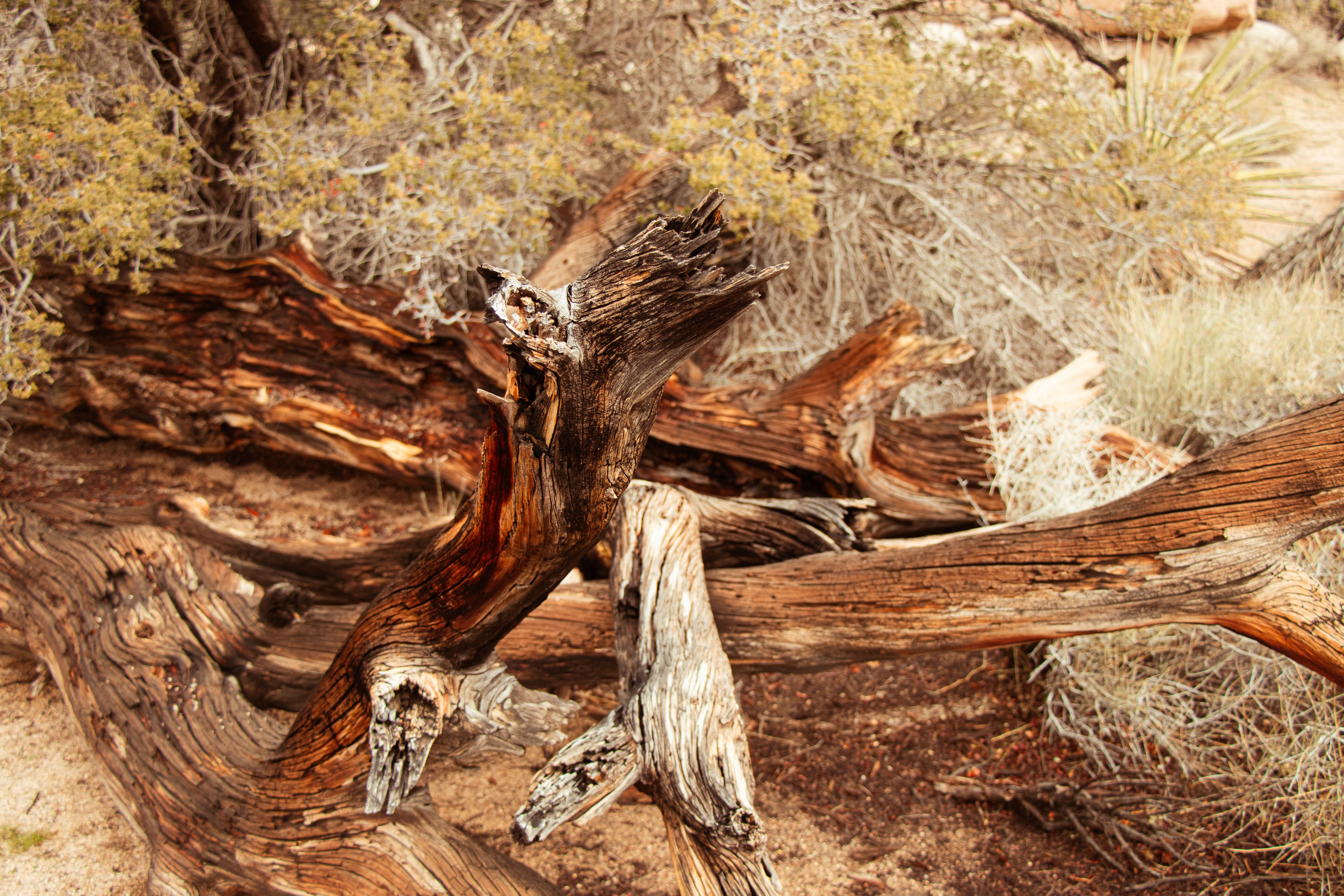 Withered, Broken Tree Trunk · Free Stock Photo