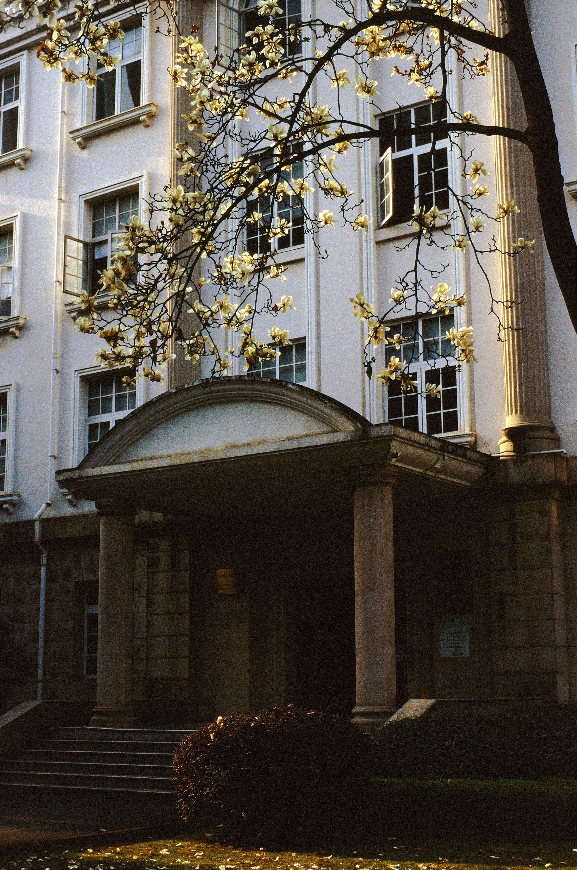 Tree over Building Entrance · Free Stock Photo