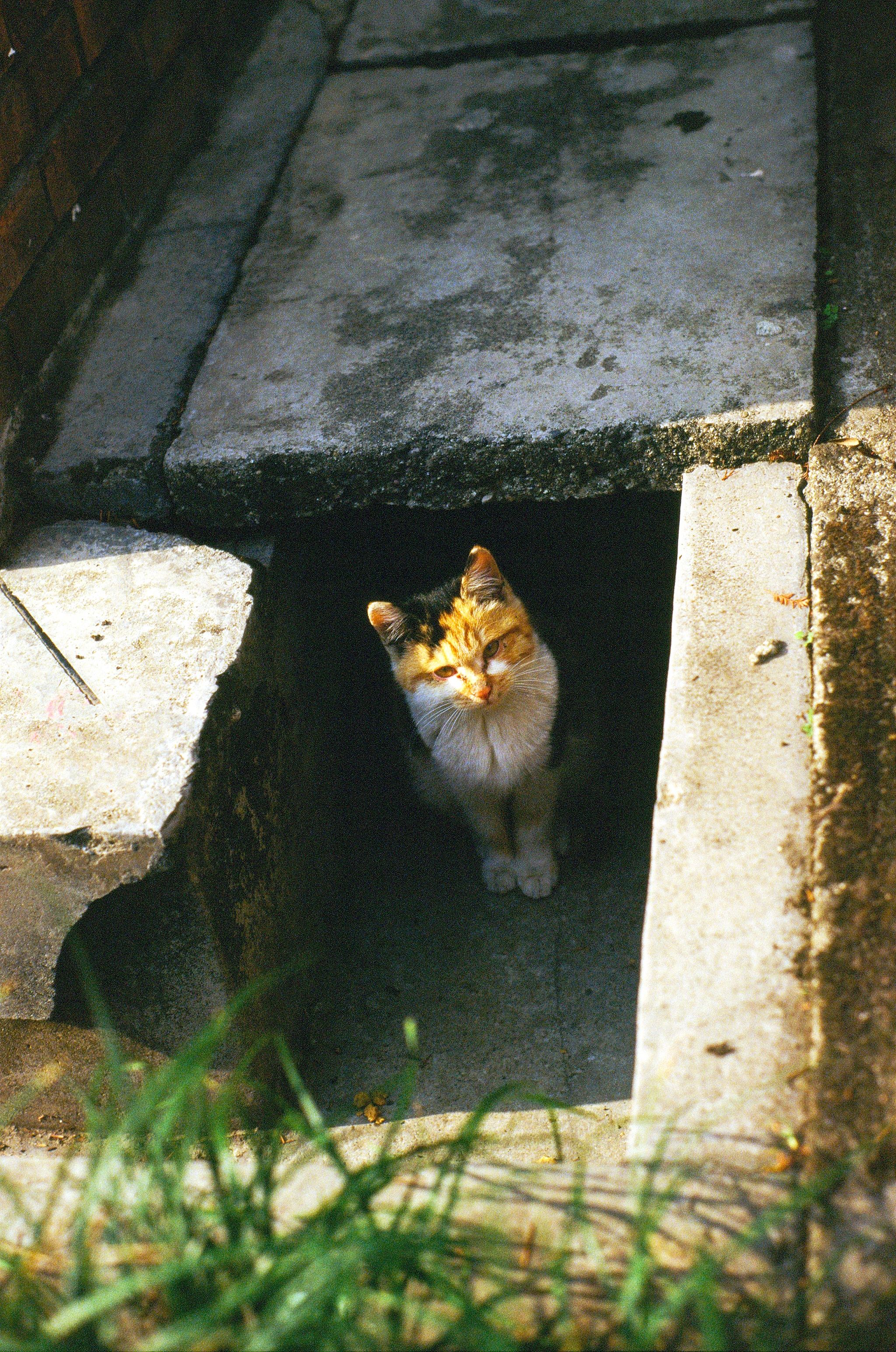 Cat in Hole under Concrete Wall · Free Stock Photo