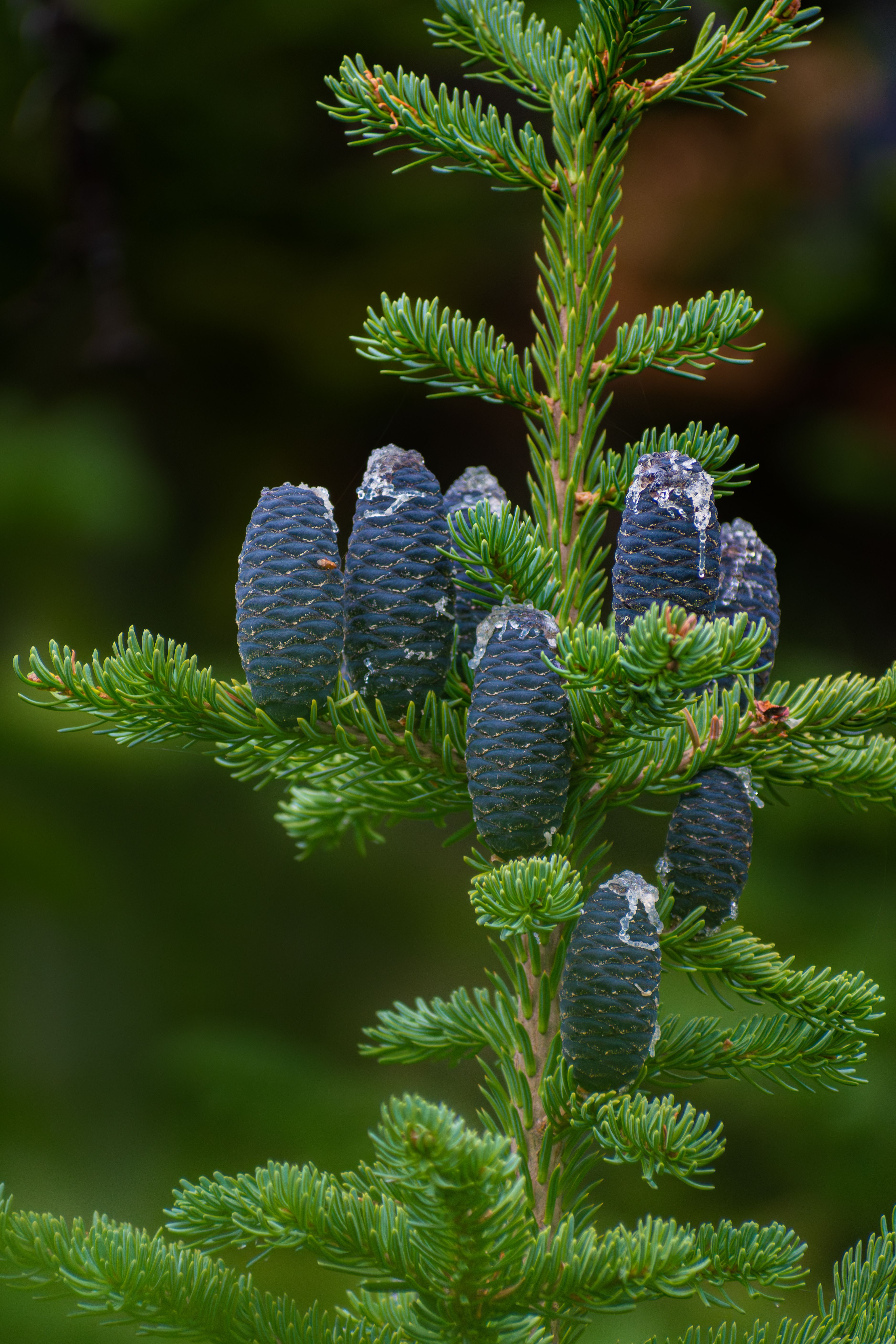 Blue Cones on Evergreen Tree · Free Stock Photo