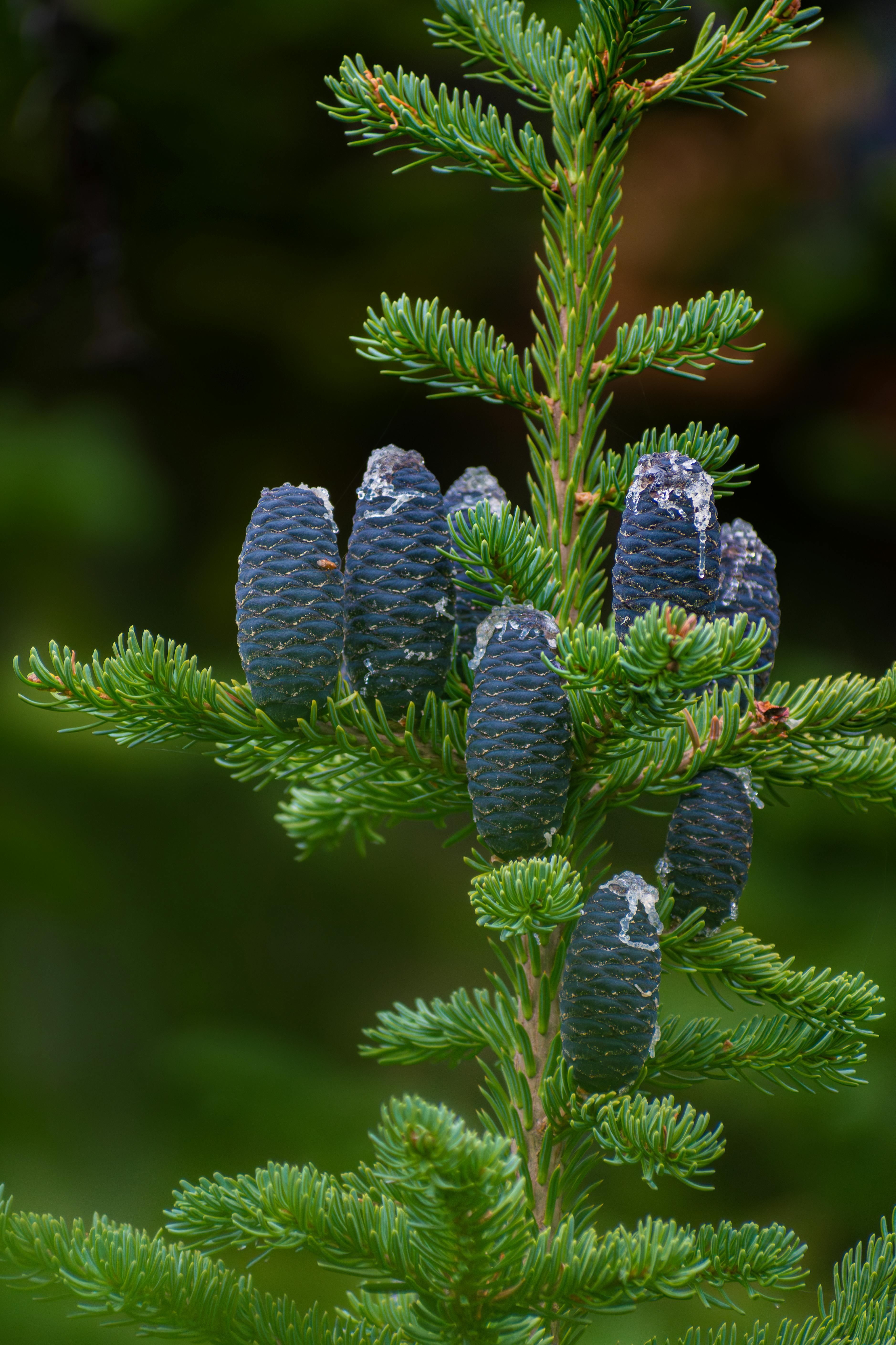 Juniper Tree Photos, Download The BEST Free Juniper Tree Stock Photos ...