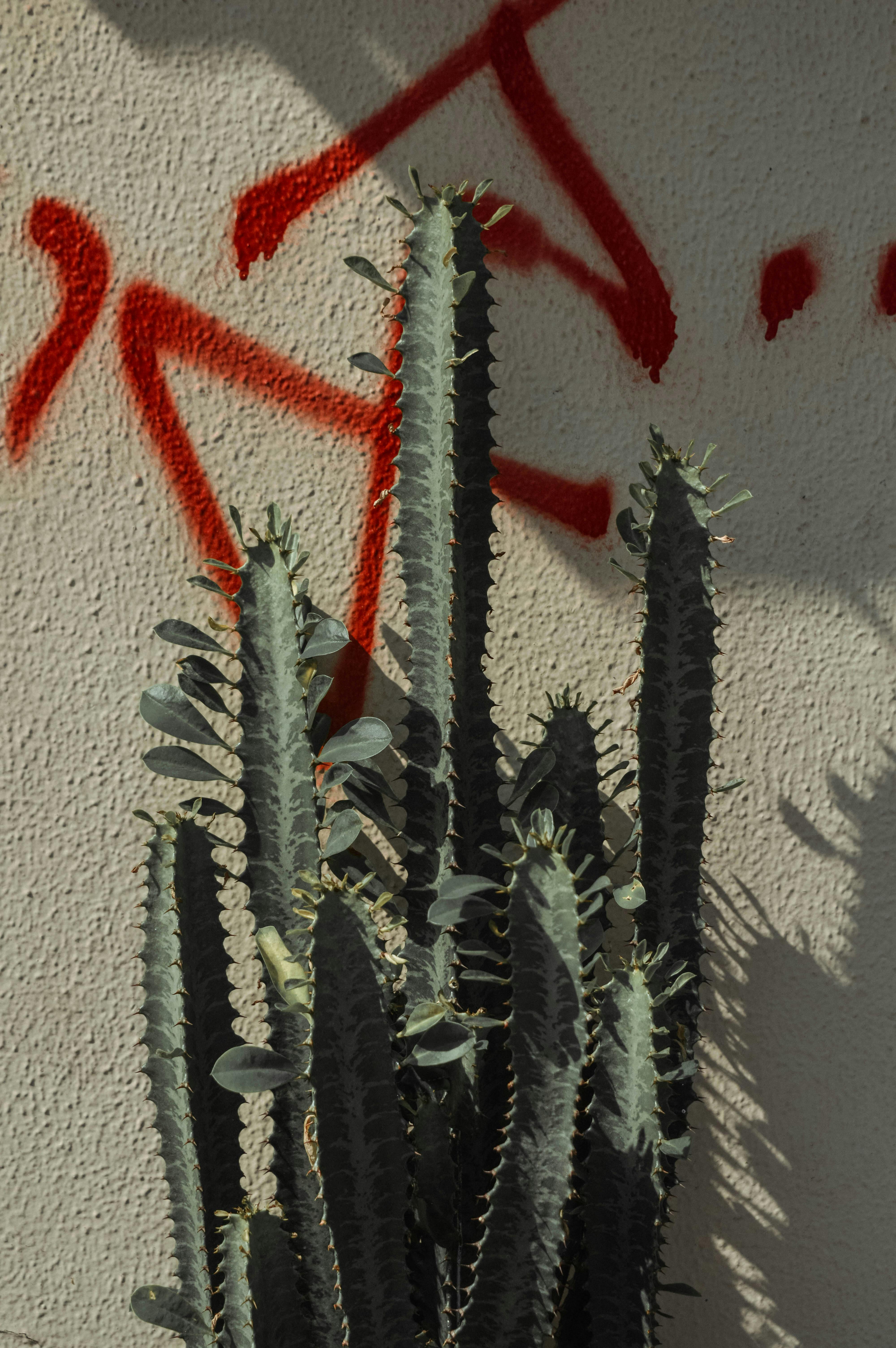 Man Lying On Ground Beside Cacti · Free Stock Photo