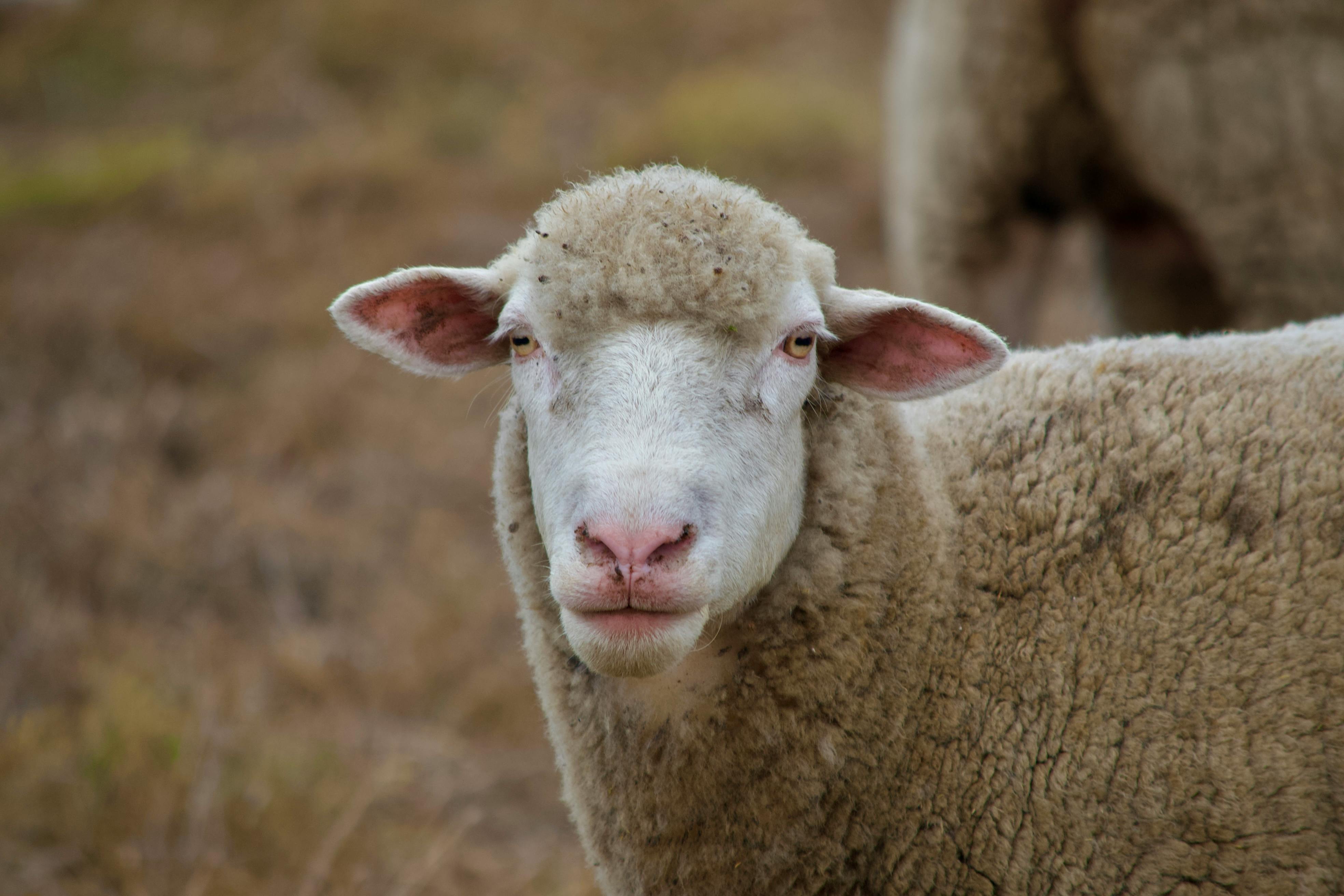 Portrait of Sheep · Free Stock Photo