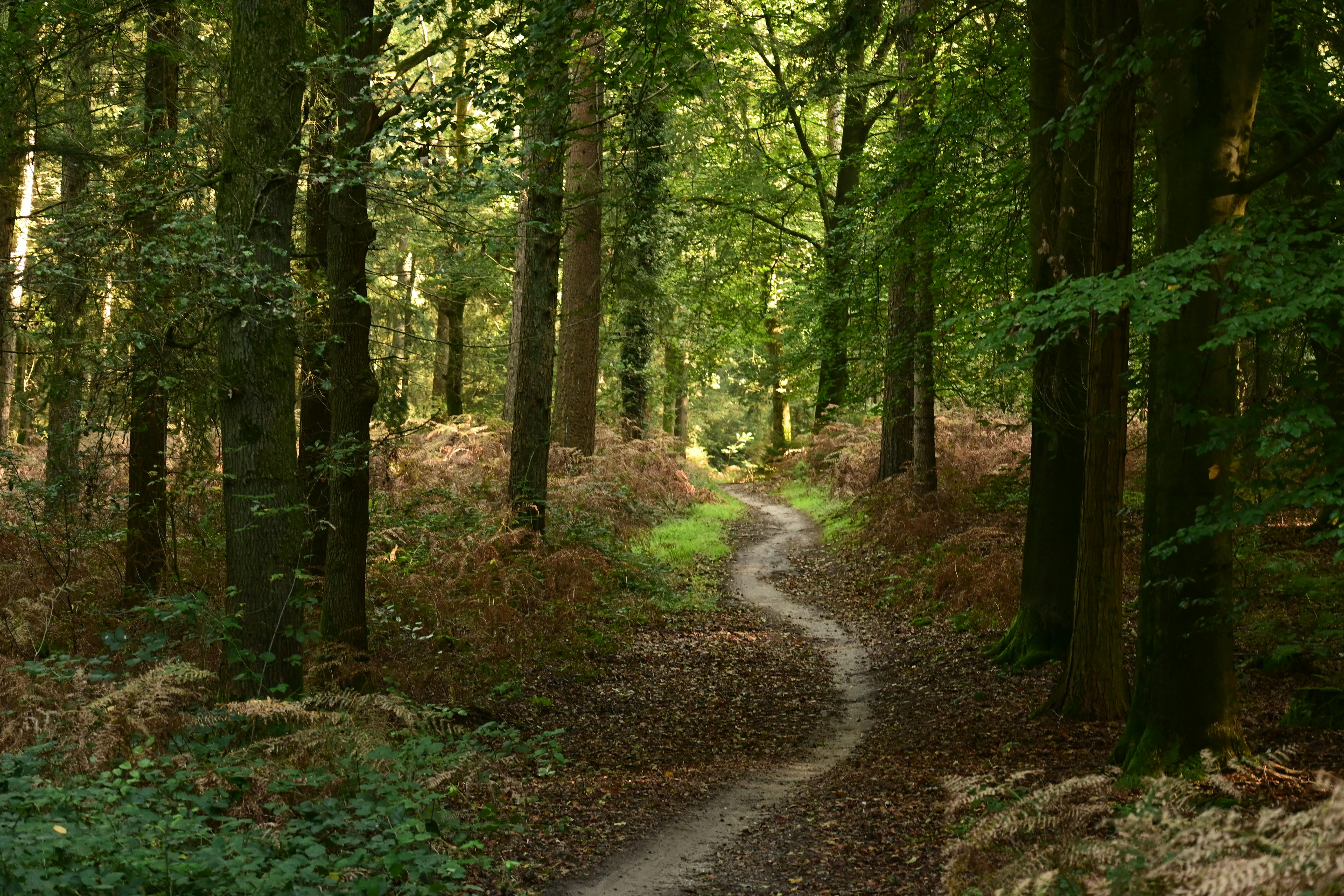 Winding Footpath Through the Forest · Free Stock Photo