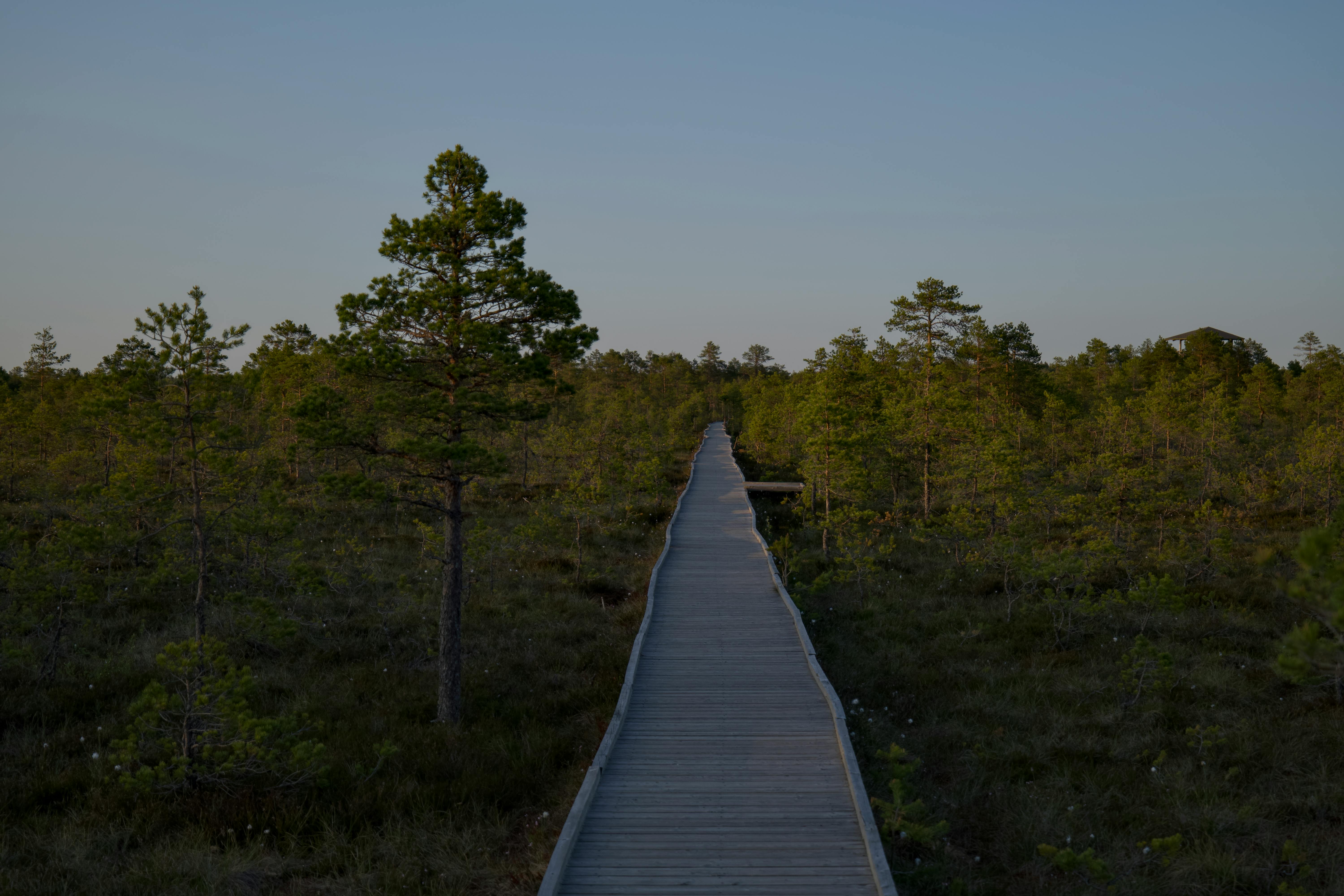 A wooden boardwalk through a forest at dusk · Free Stock Photo