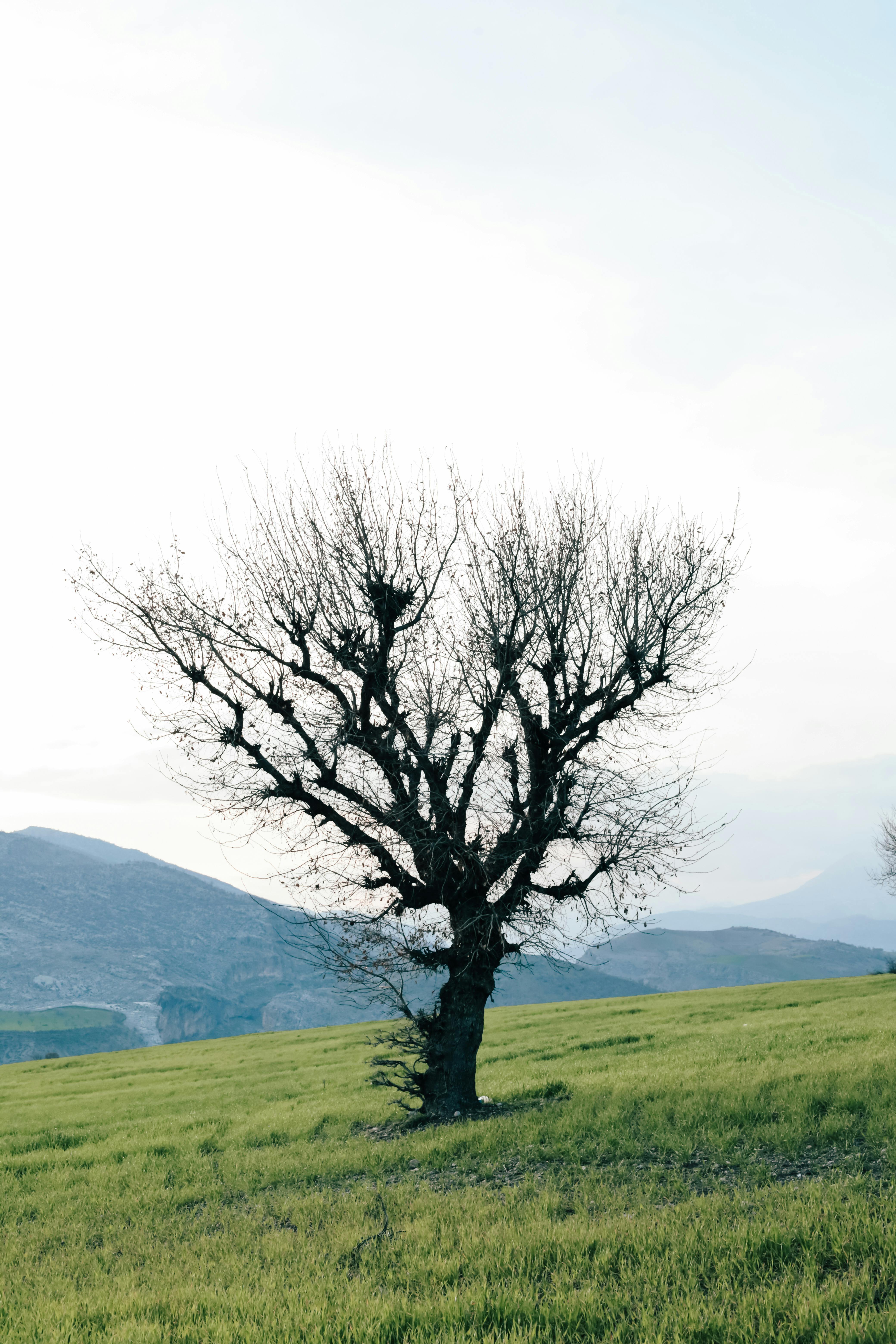 Single, Bare Tree on Grassland · Free Stock Photo