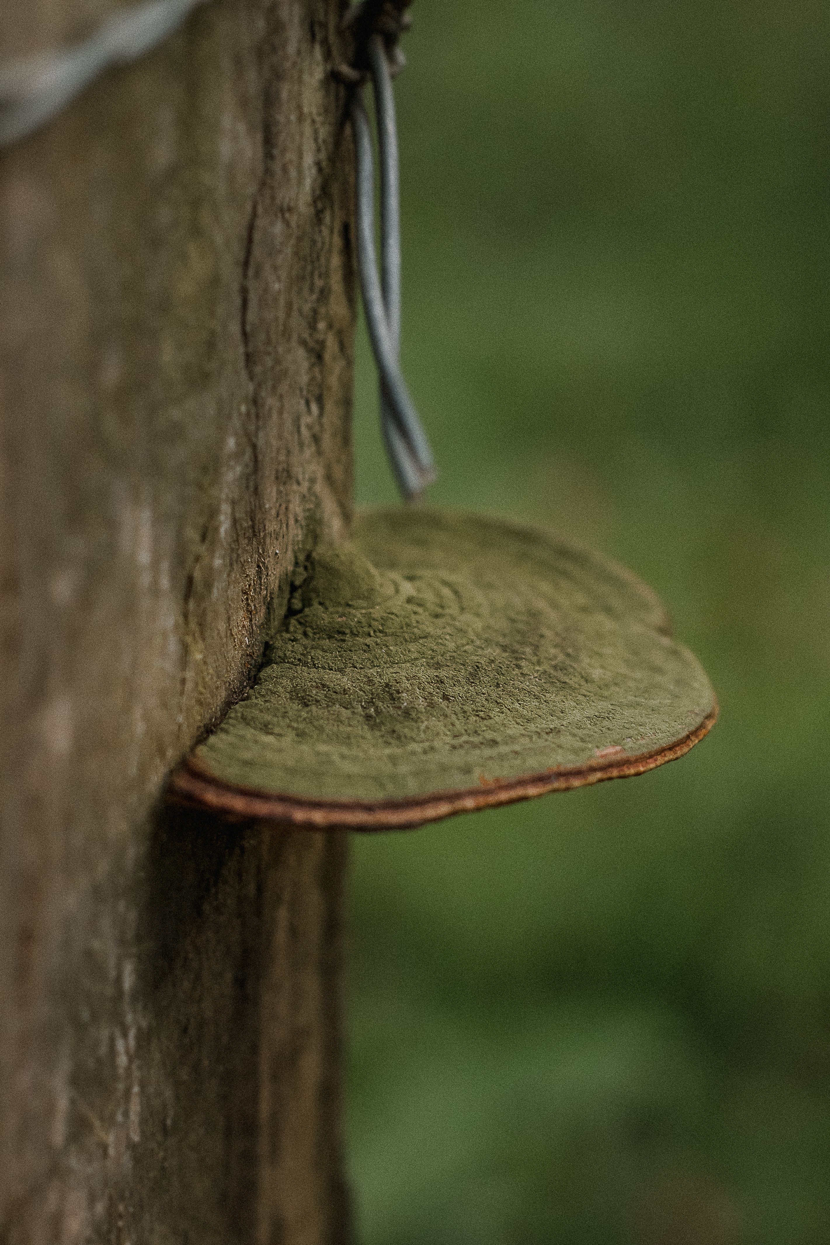 Mushroom on Wall · Free Stock Photo