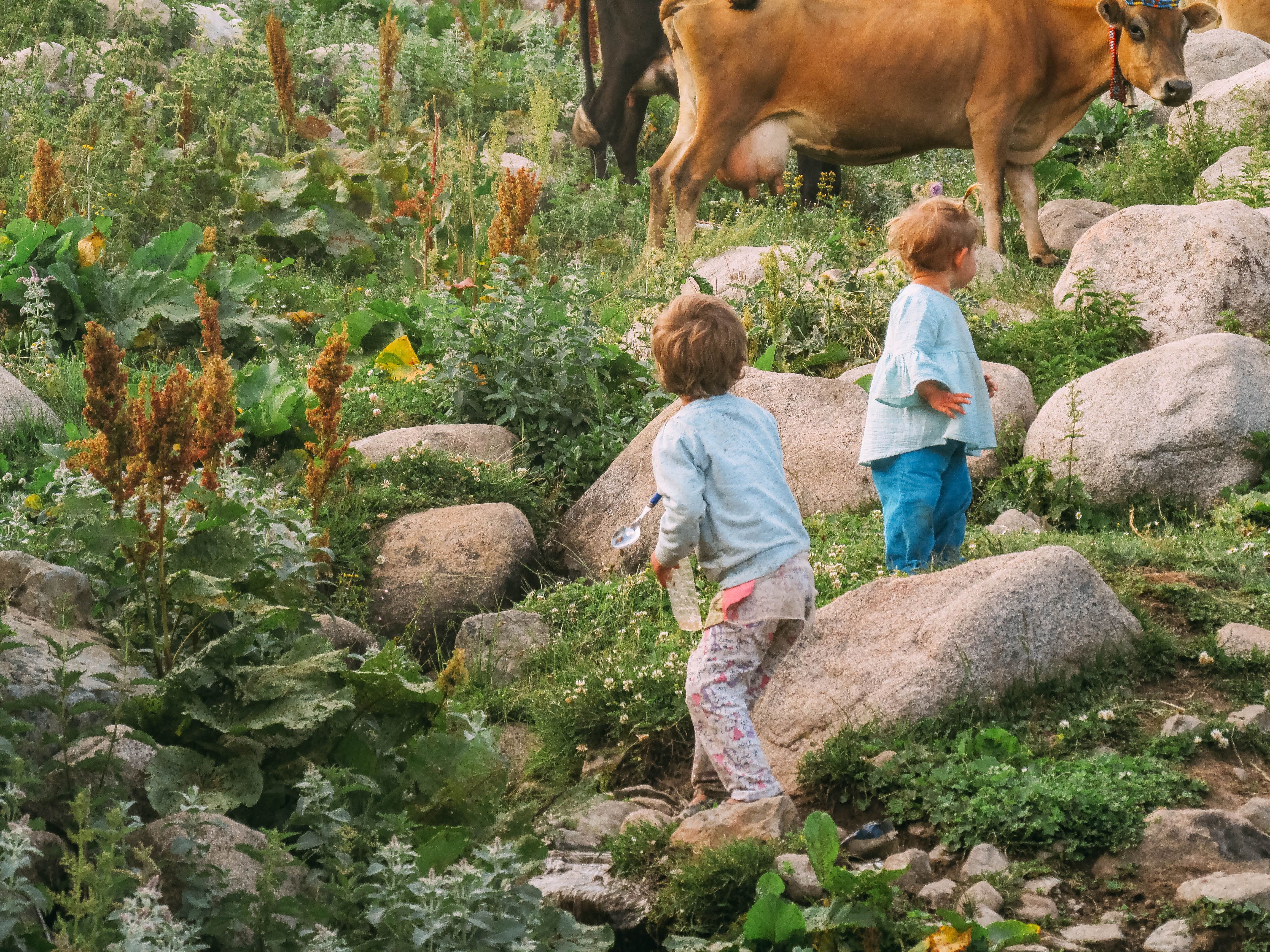 Boys on a Rocky Field with Cows · Free Stock Photo