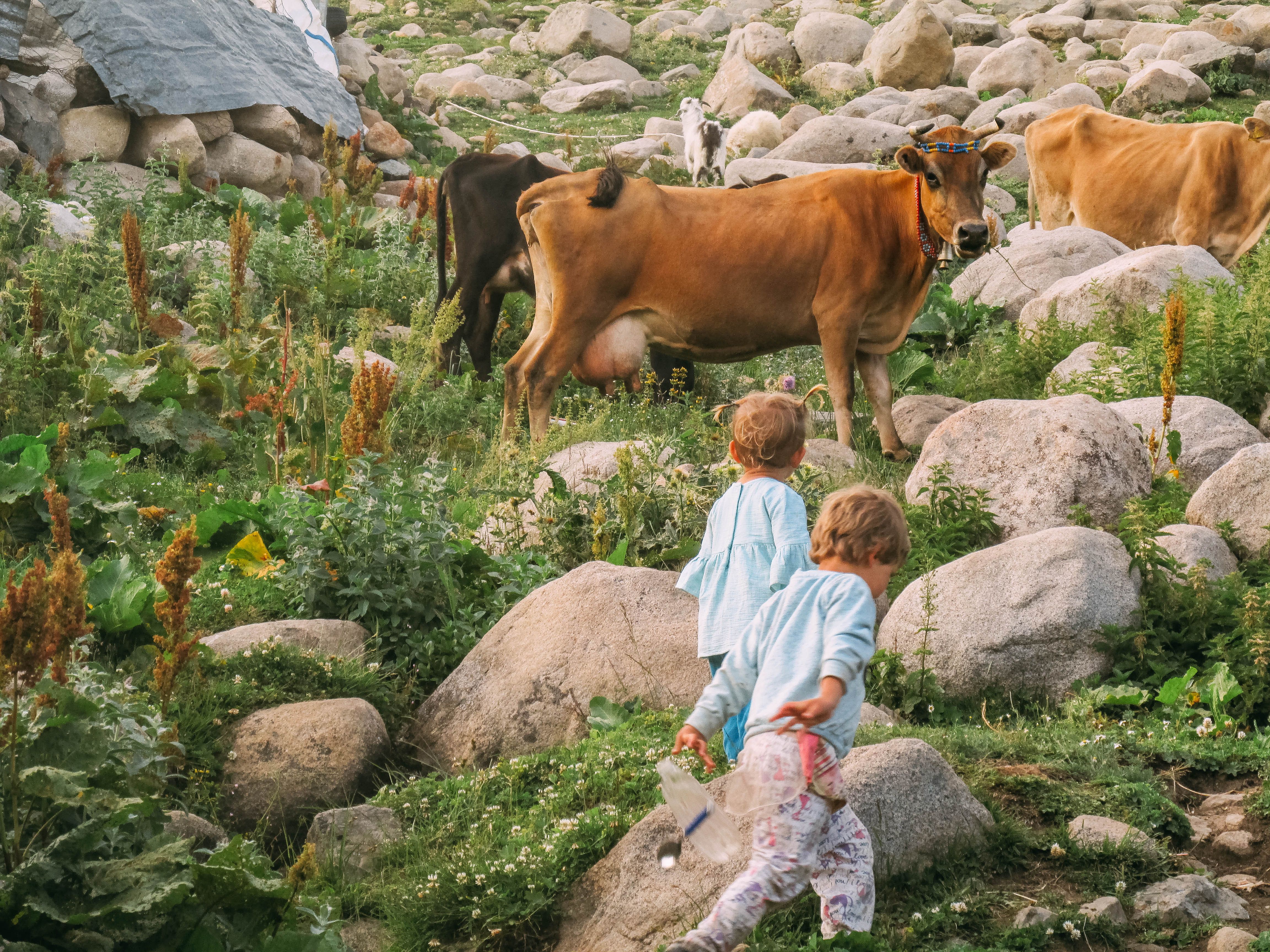 Two children are walking through a field with cows · Free Stock Photo