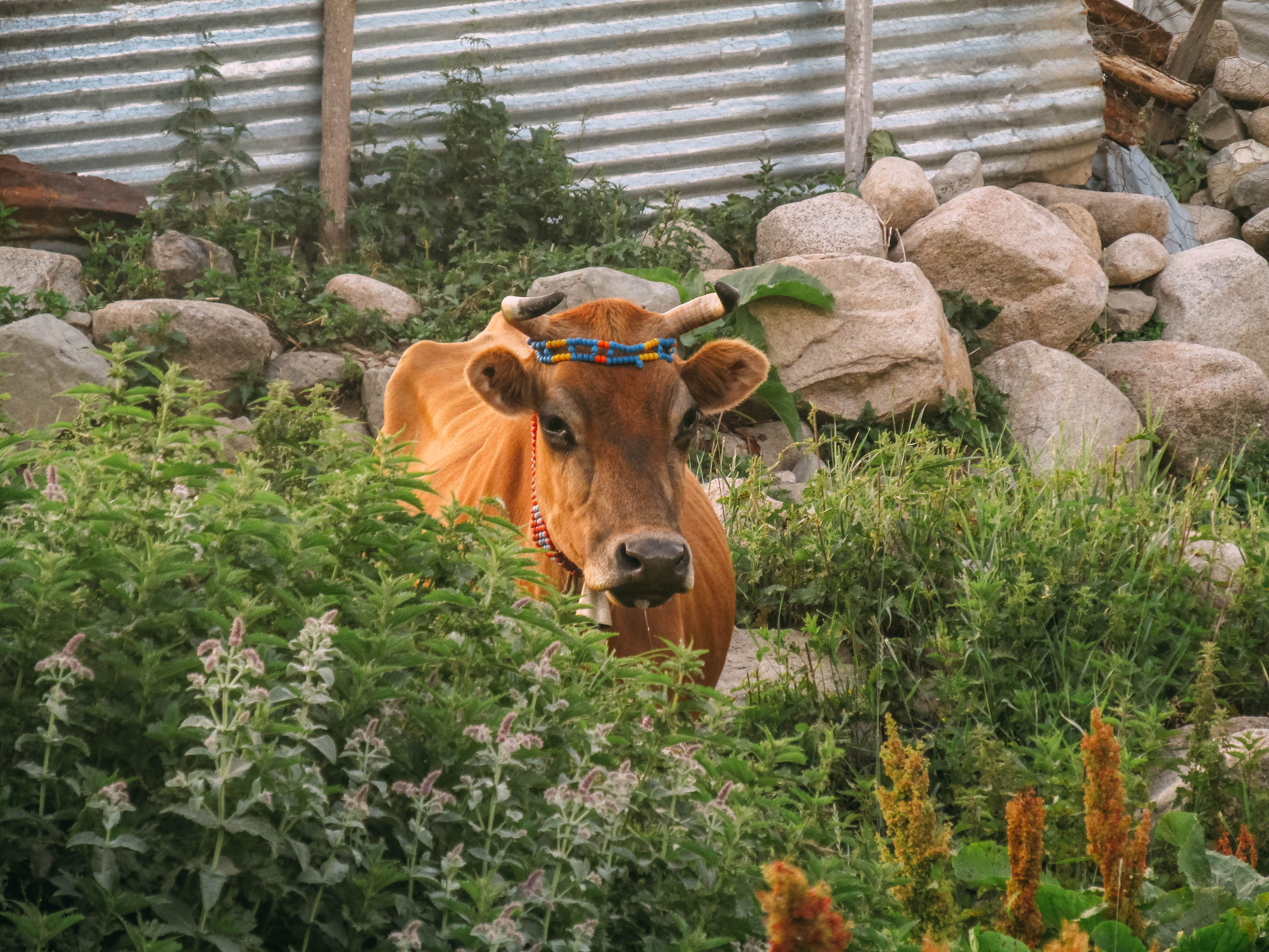 Cow On Farm Photos, Download The BEST Free Cow On Farm Stock Photos ...