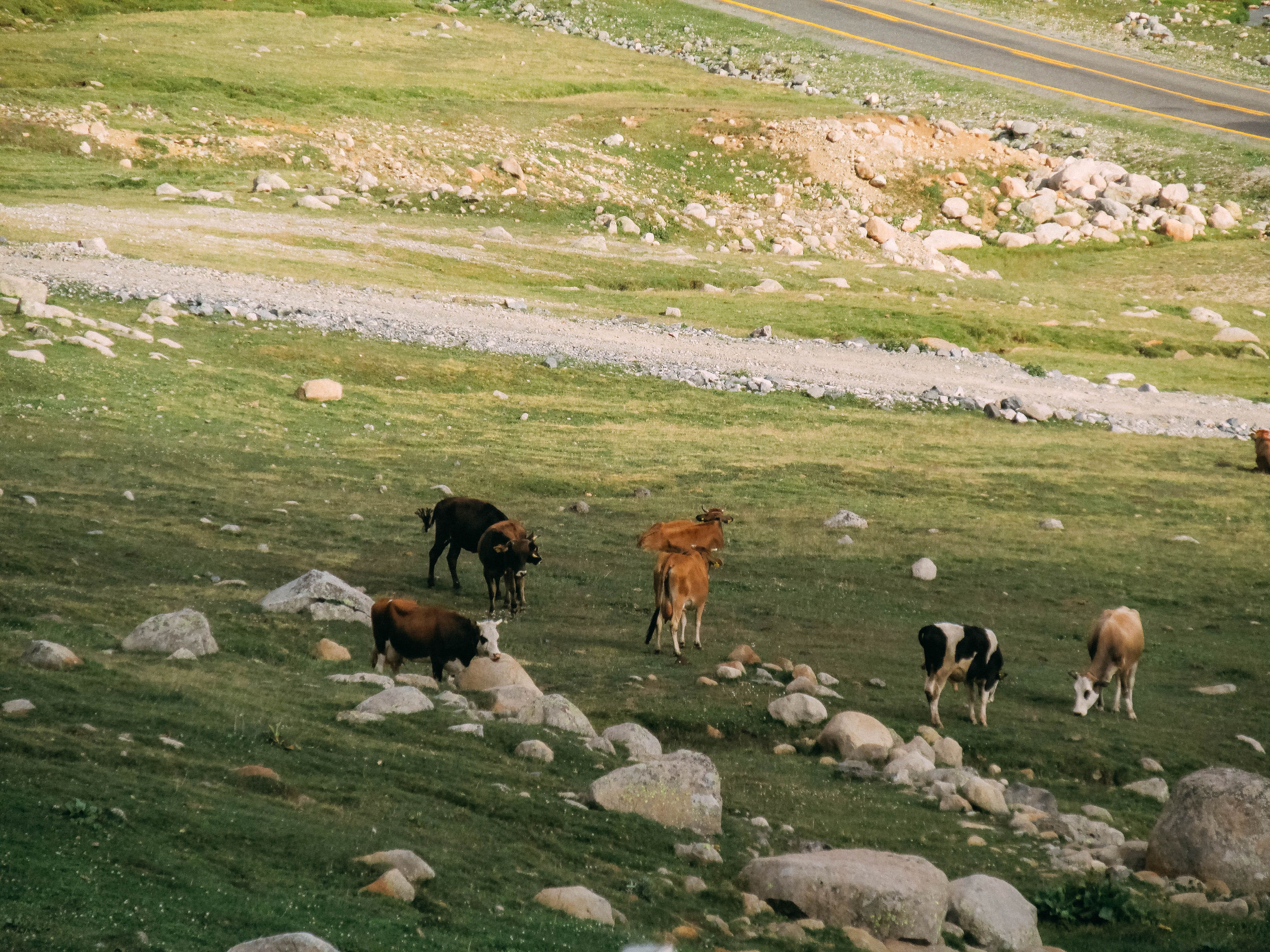 Cows on a Field Covered with Rocks · Free Stock Photo
