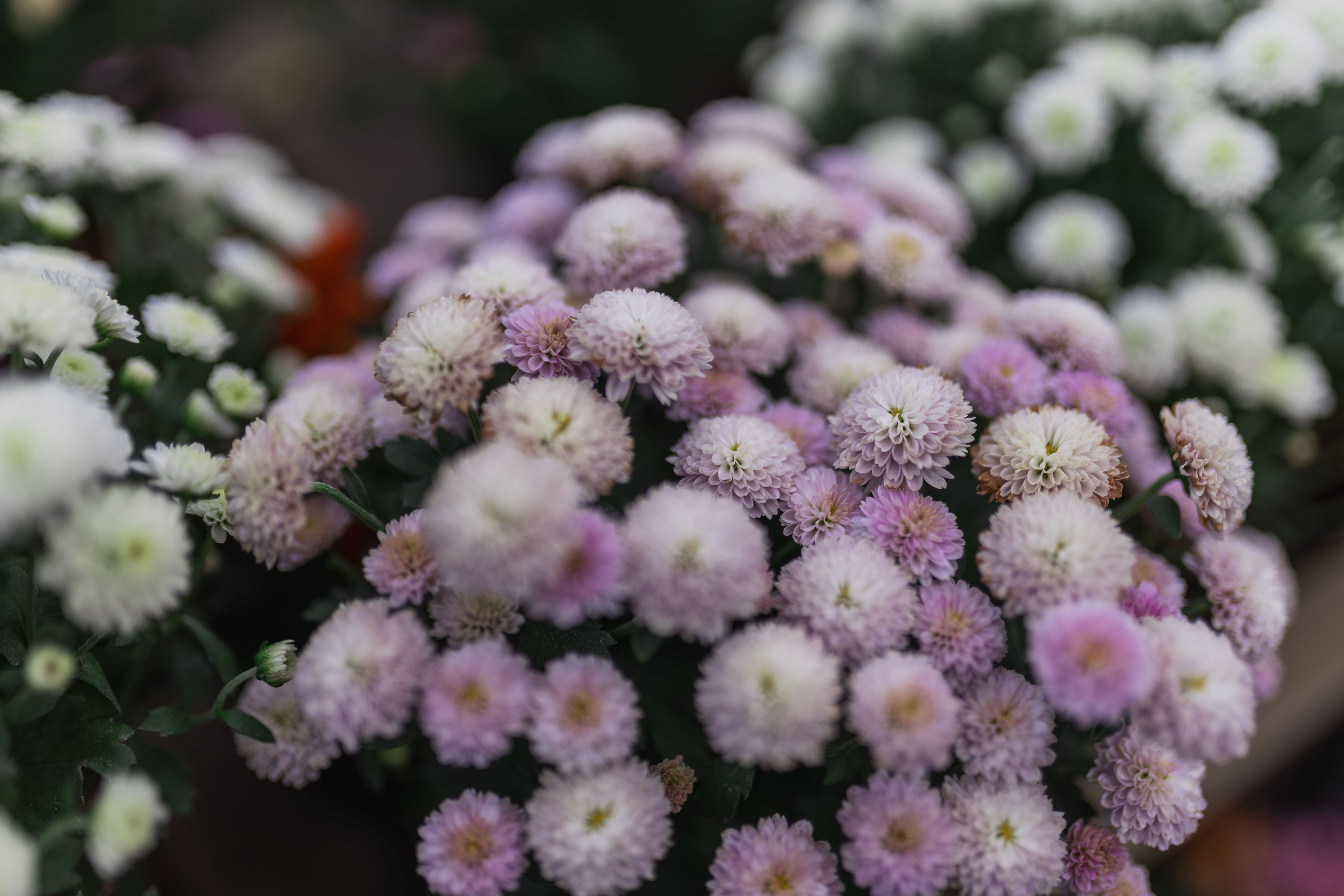 White Color Flowers Garden Photos, Download The BEST Free White Color ...