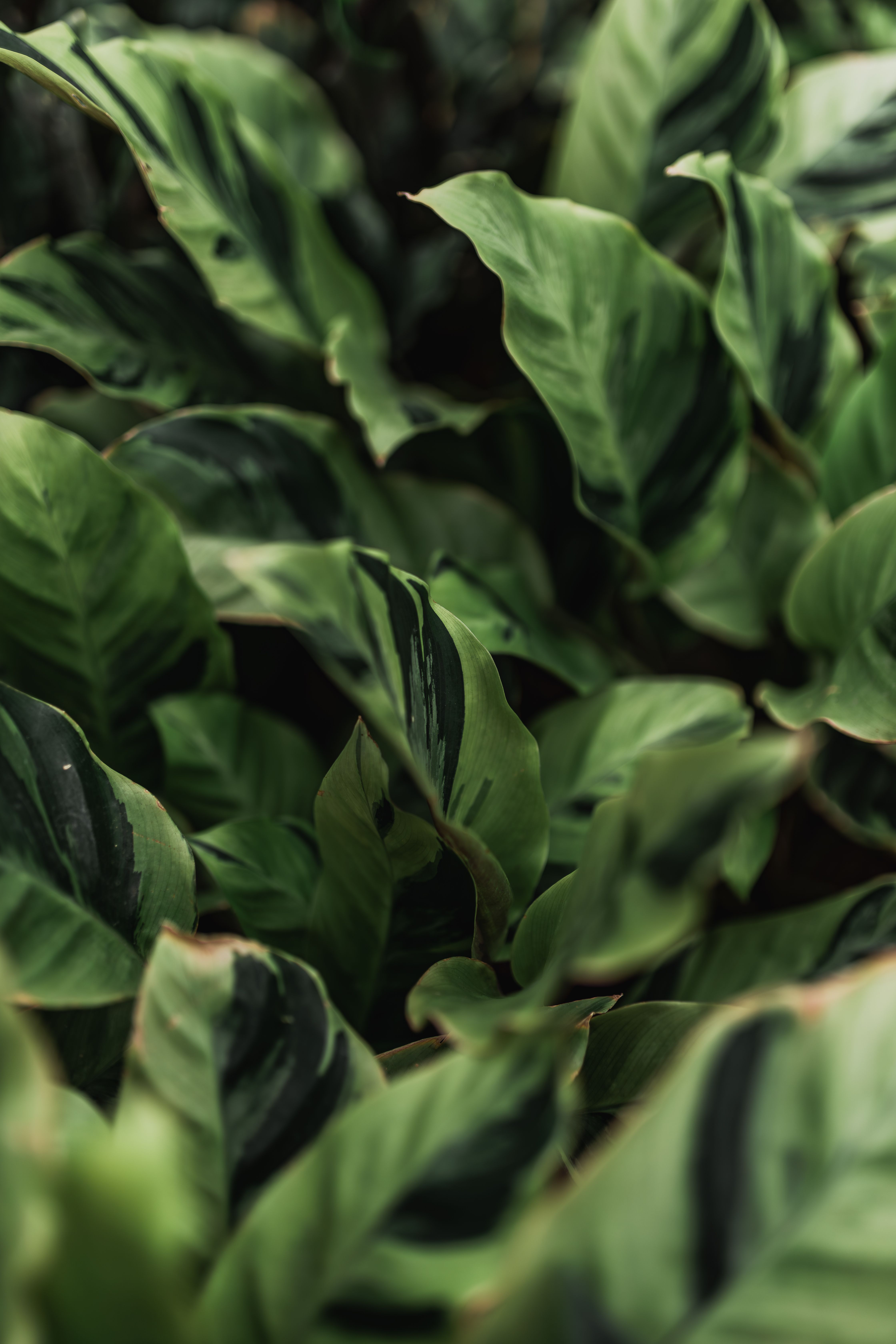 Green Leaves of Calathea · Free Stock Photo