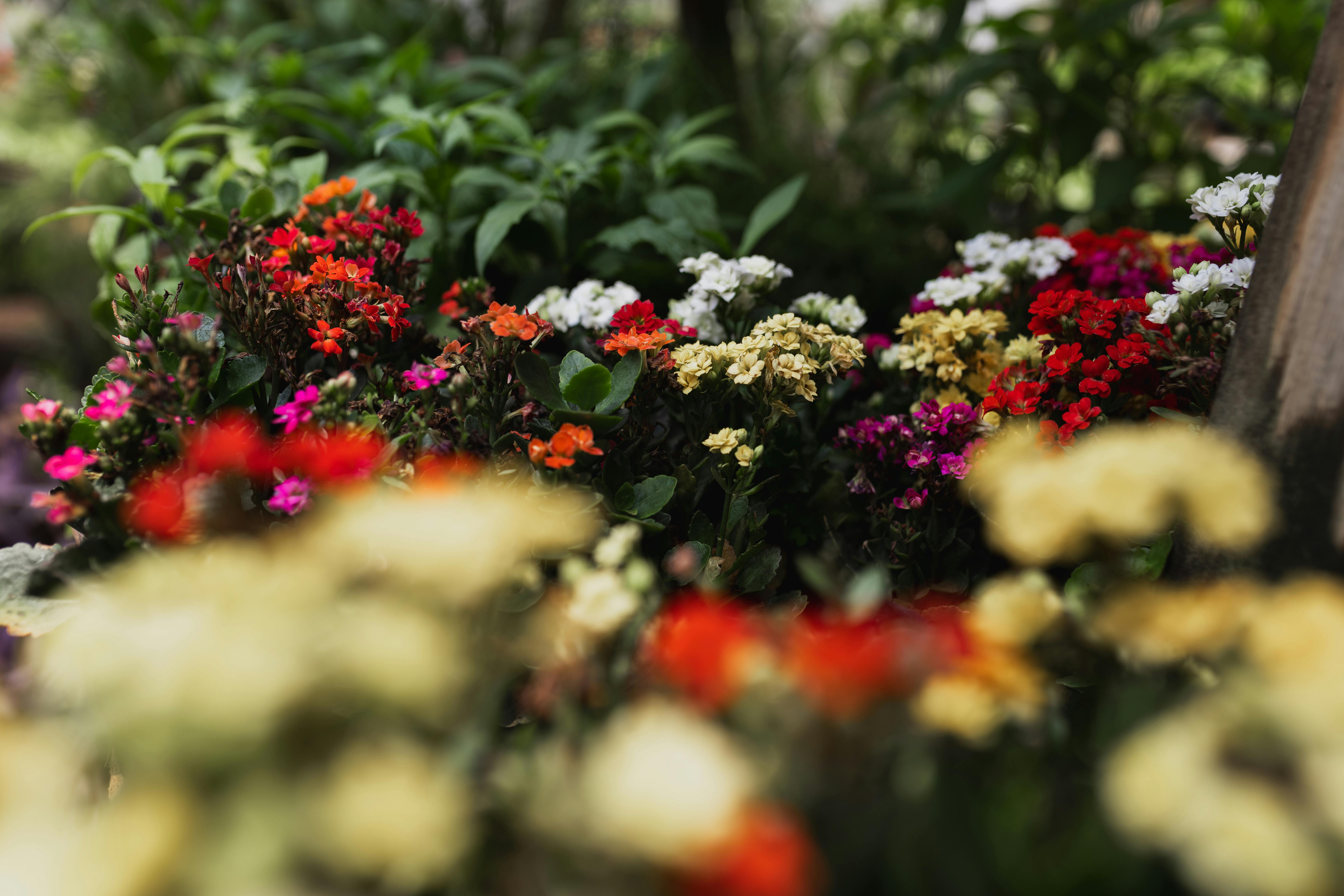 Colorful Flowers in a Garden · Free Stock Photo
