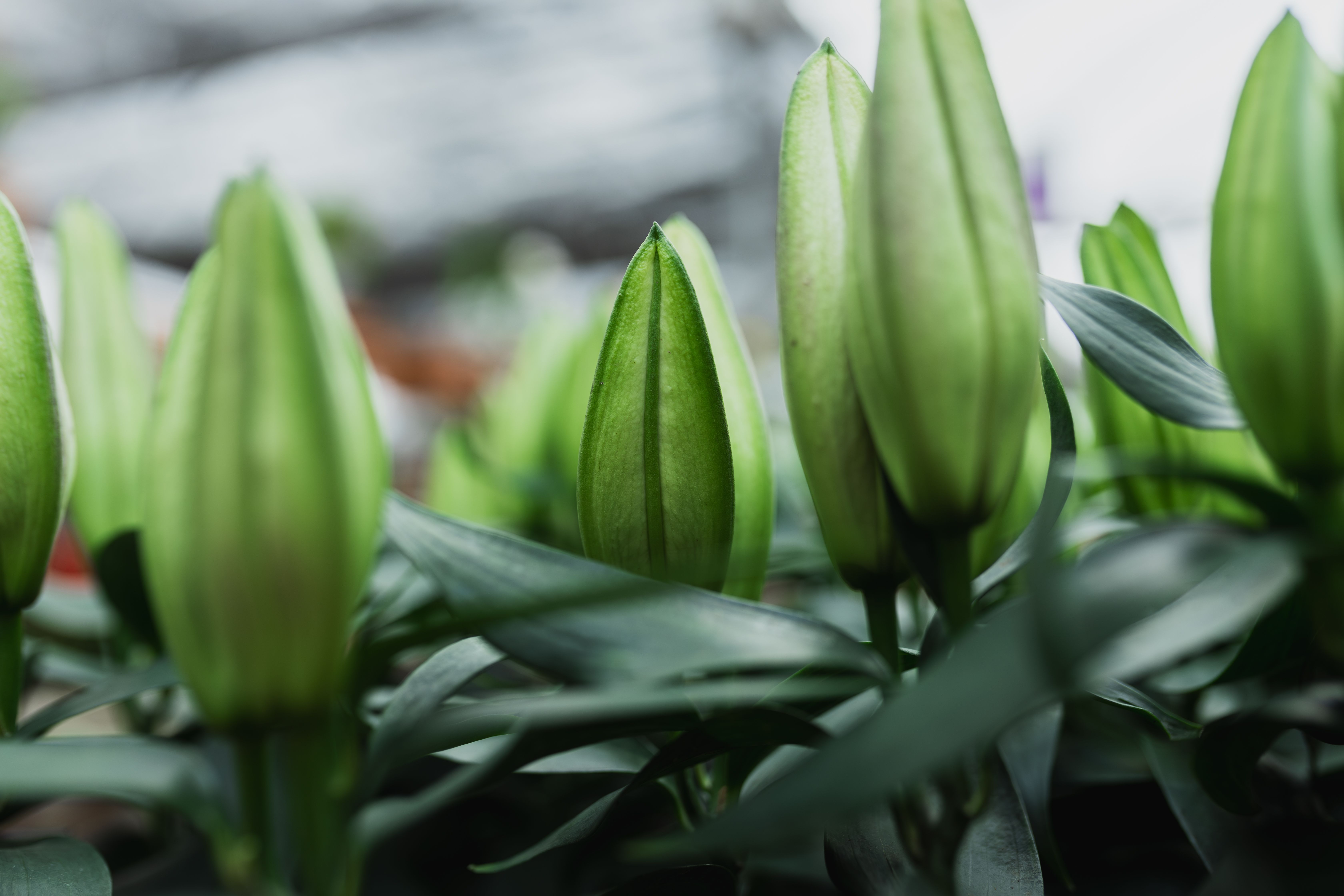 Green Lilly Flowers in Garden · Free Stock Photo