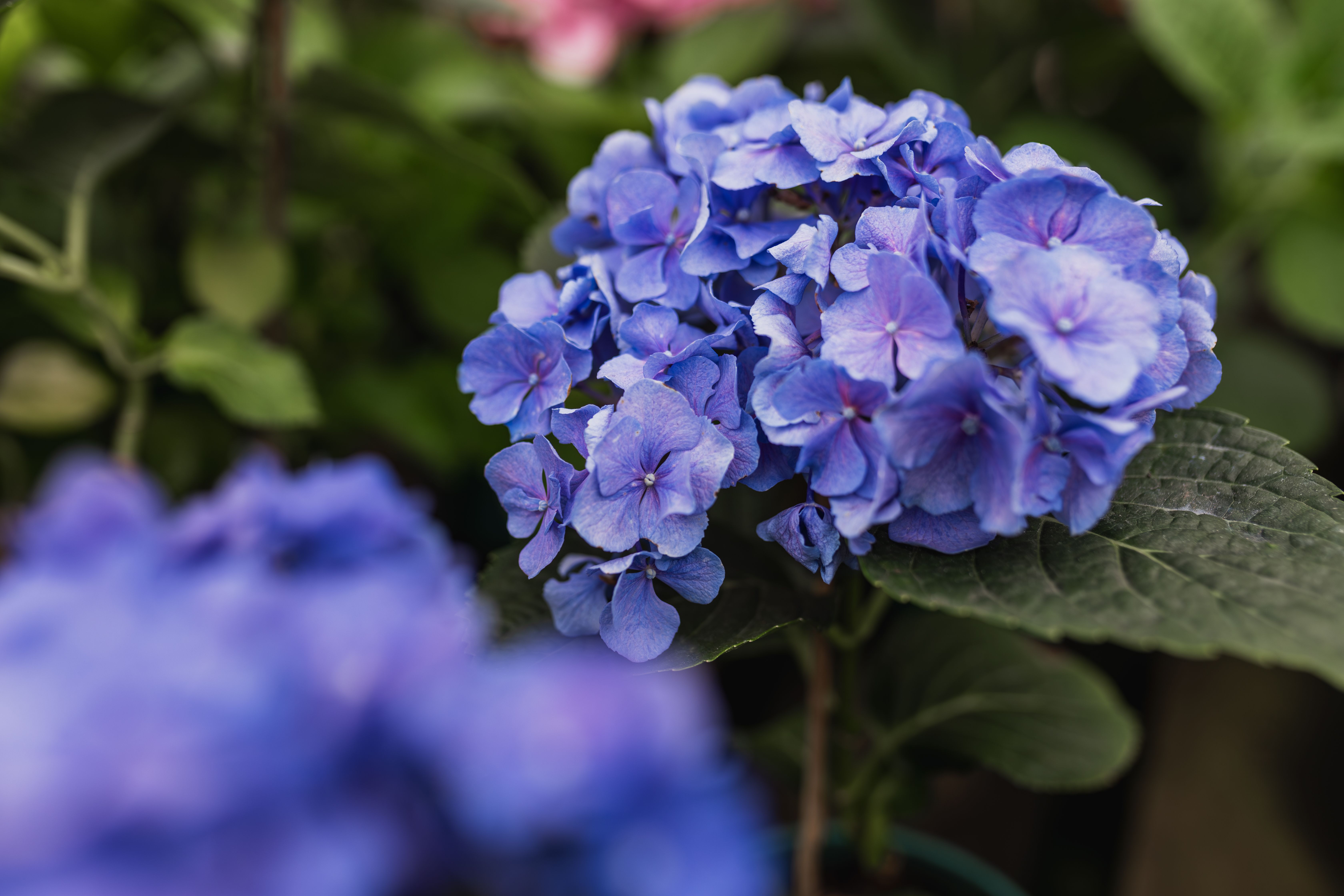 Foto stok gratis tentang abadi, alam, belukar, berbunga, berkebun ...