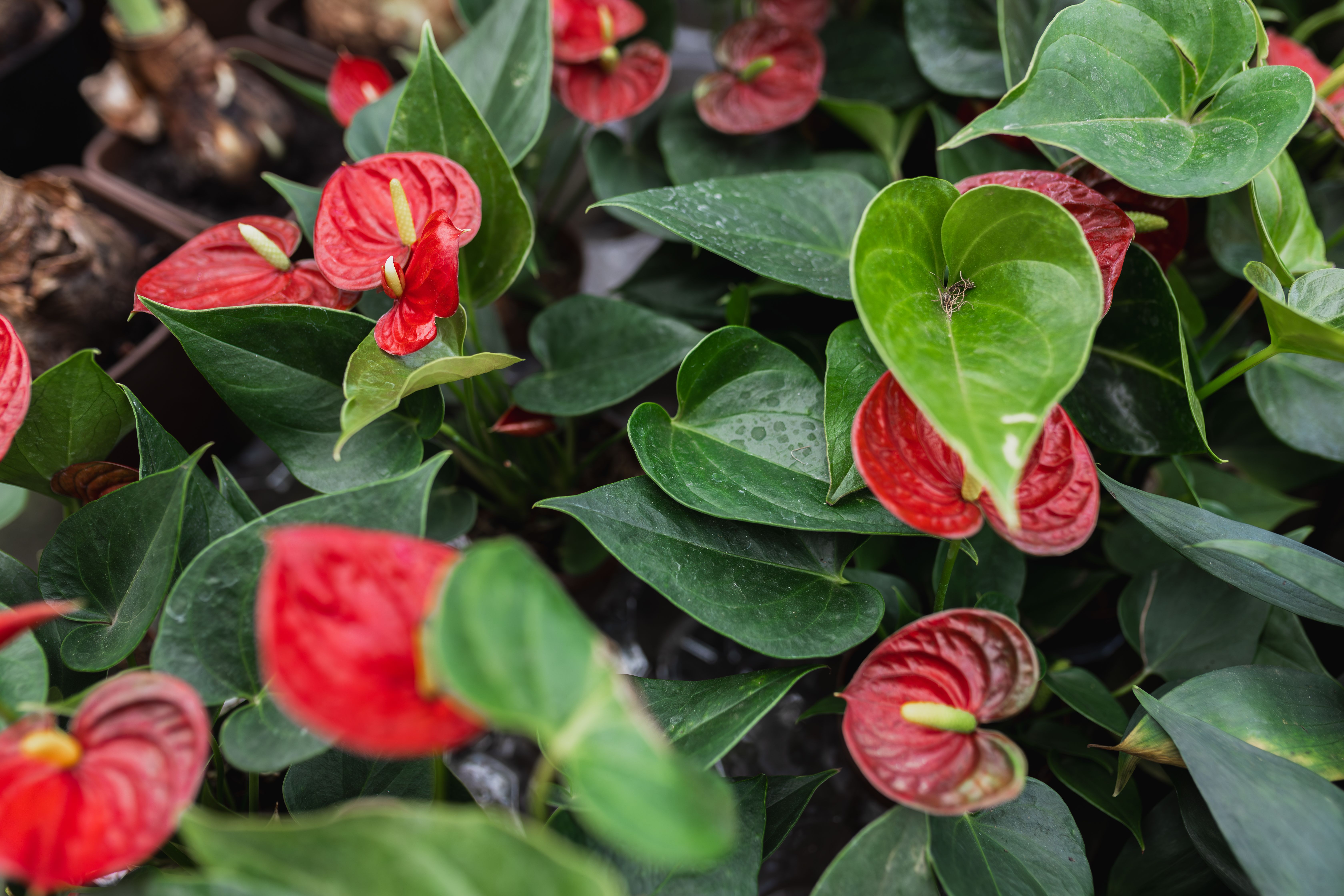 Red Anthurium Flowers · Free Stock Photo