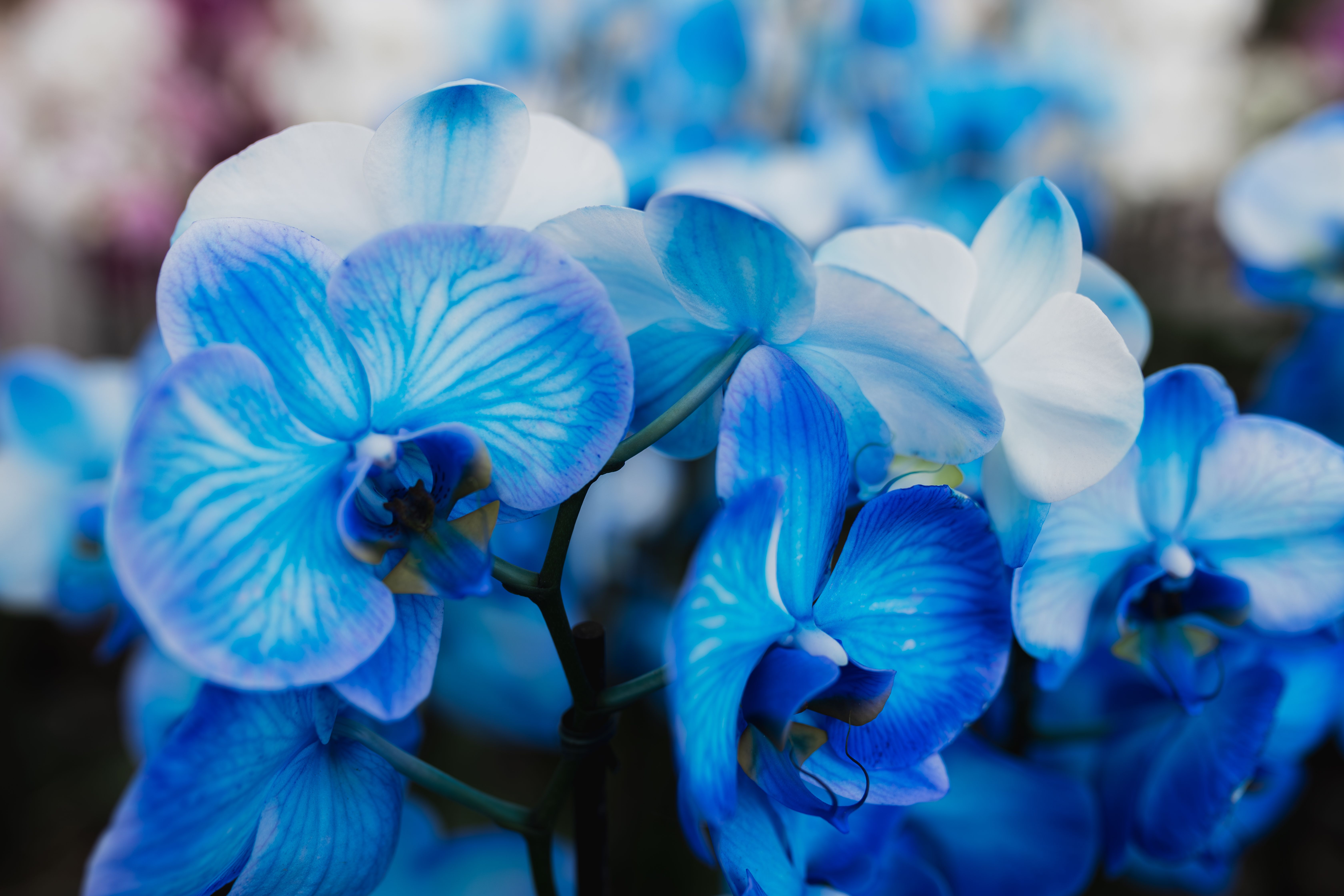 And Blue Color Photos, Download The BEST Free And Blue Color Stock ...