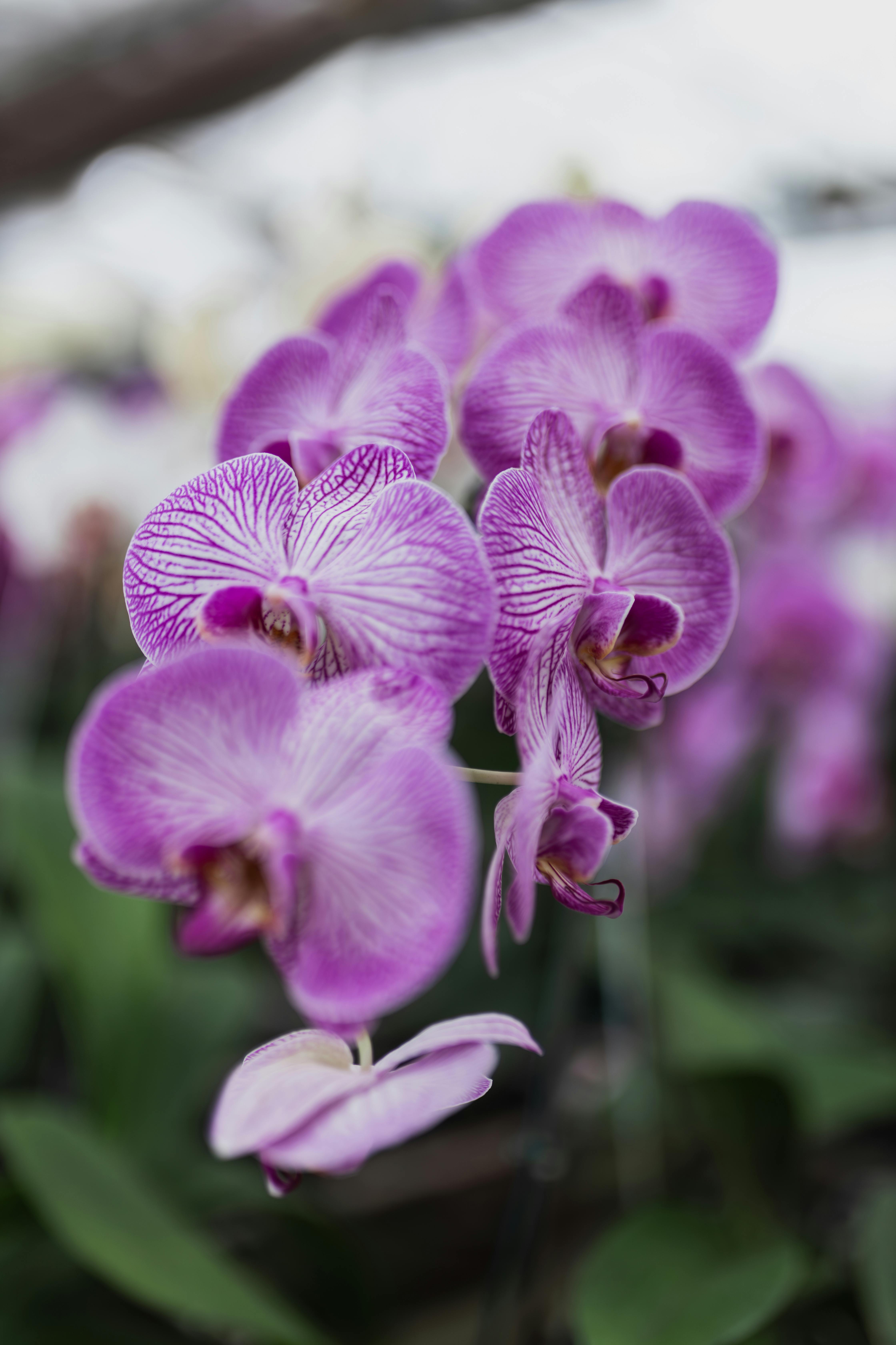 Orchid flowers in bloom at the orchid show · Free Stock Photo