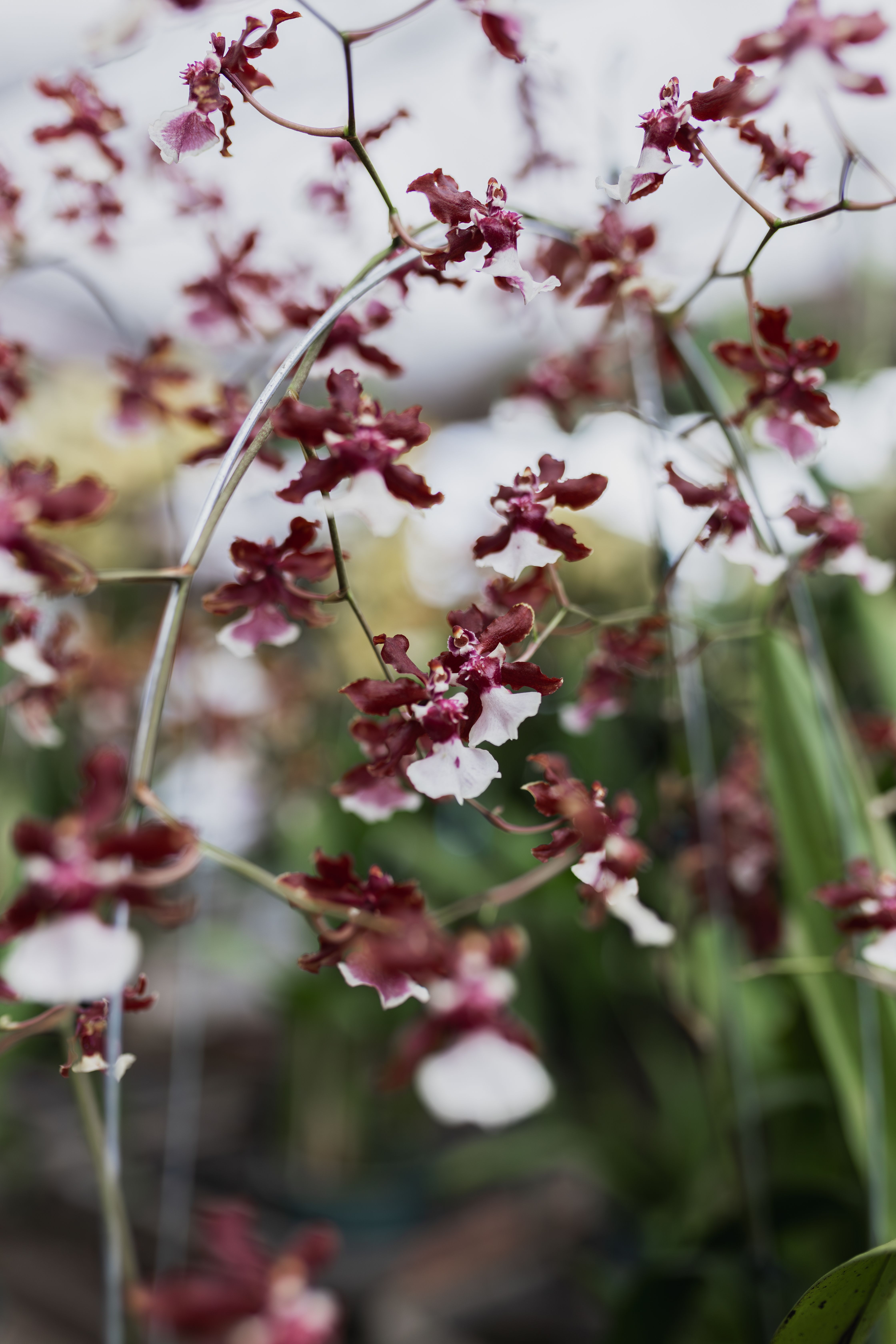 Spring Flowers Petals in Nature · Free Stock Photo