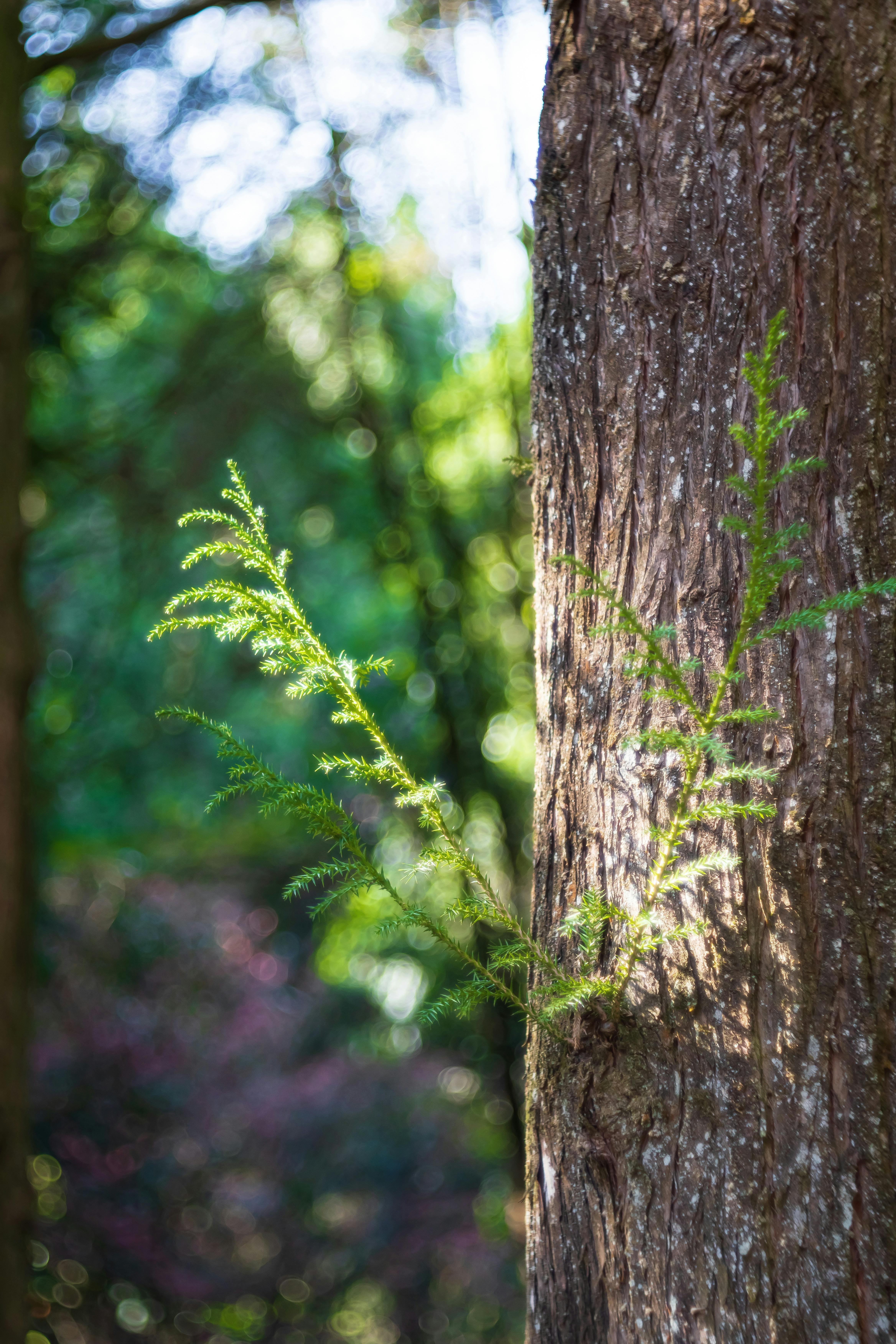 Thin Branches on Tree in Forest · Free Stock Photo