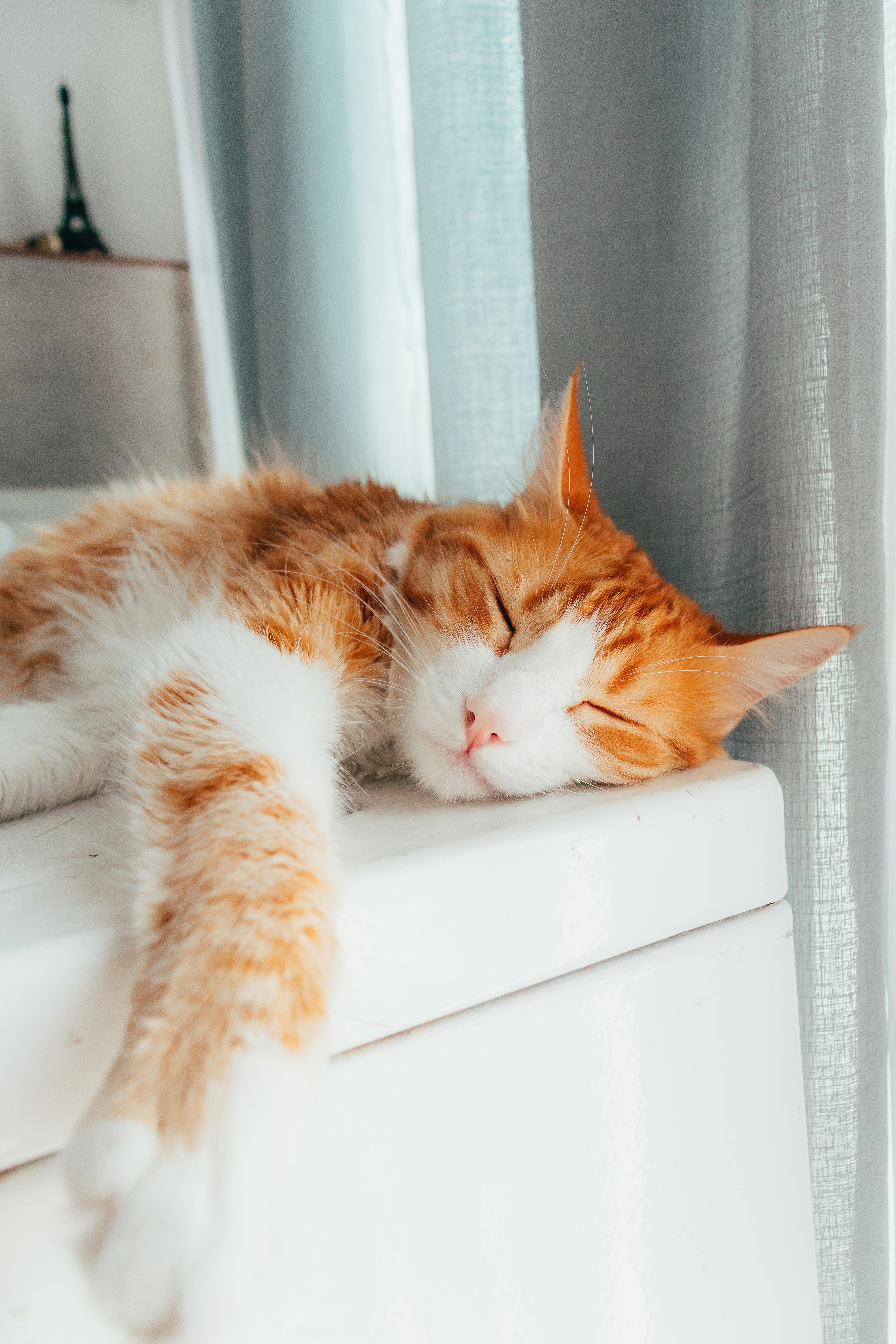 A Sleeping Cat · Free Stock Photo