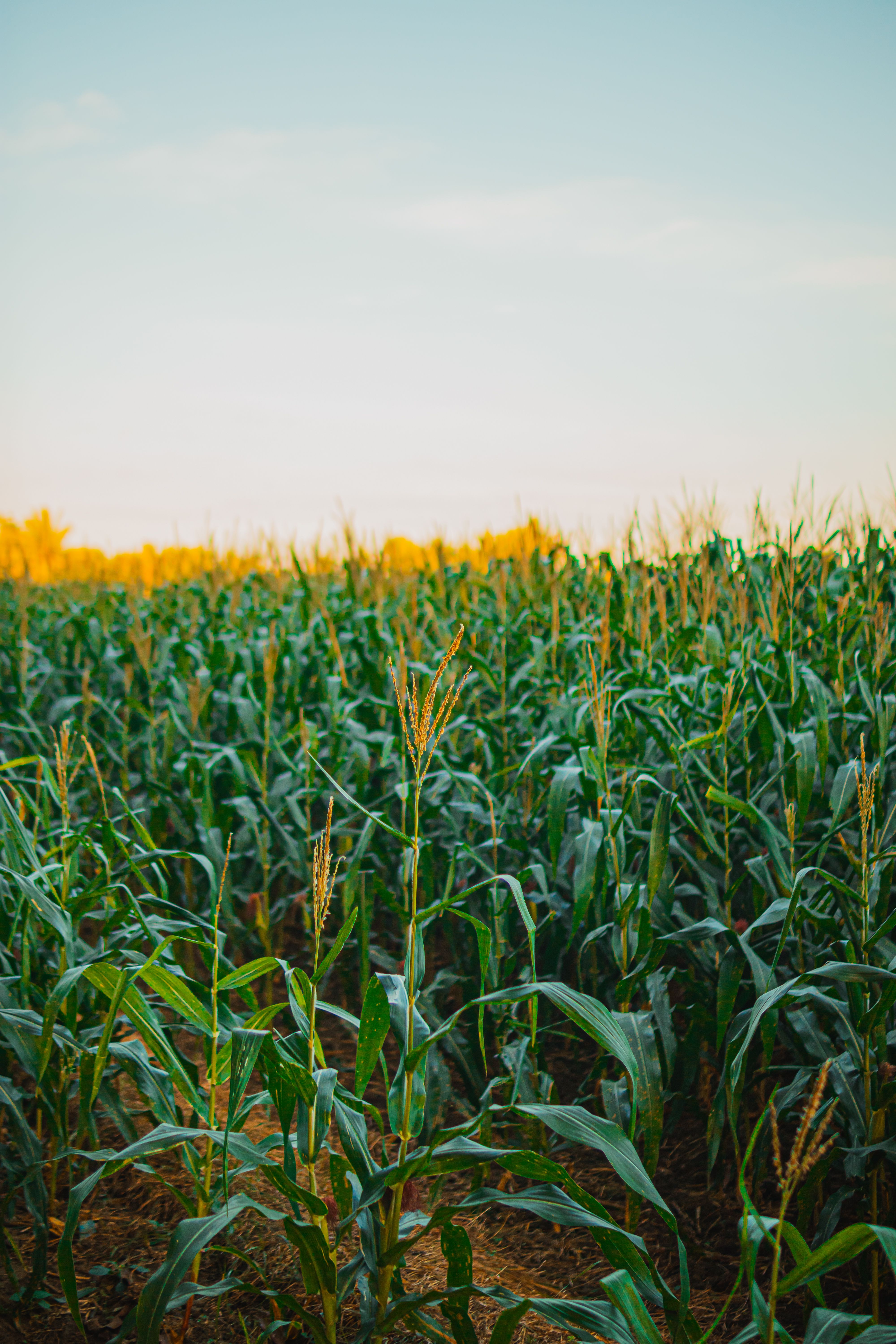 A corn field with tall grass and tall corn · Free Stock Photo