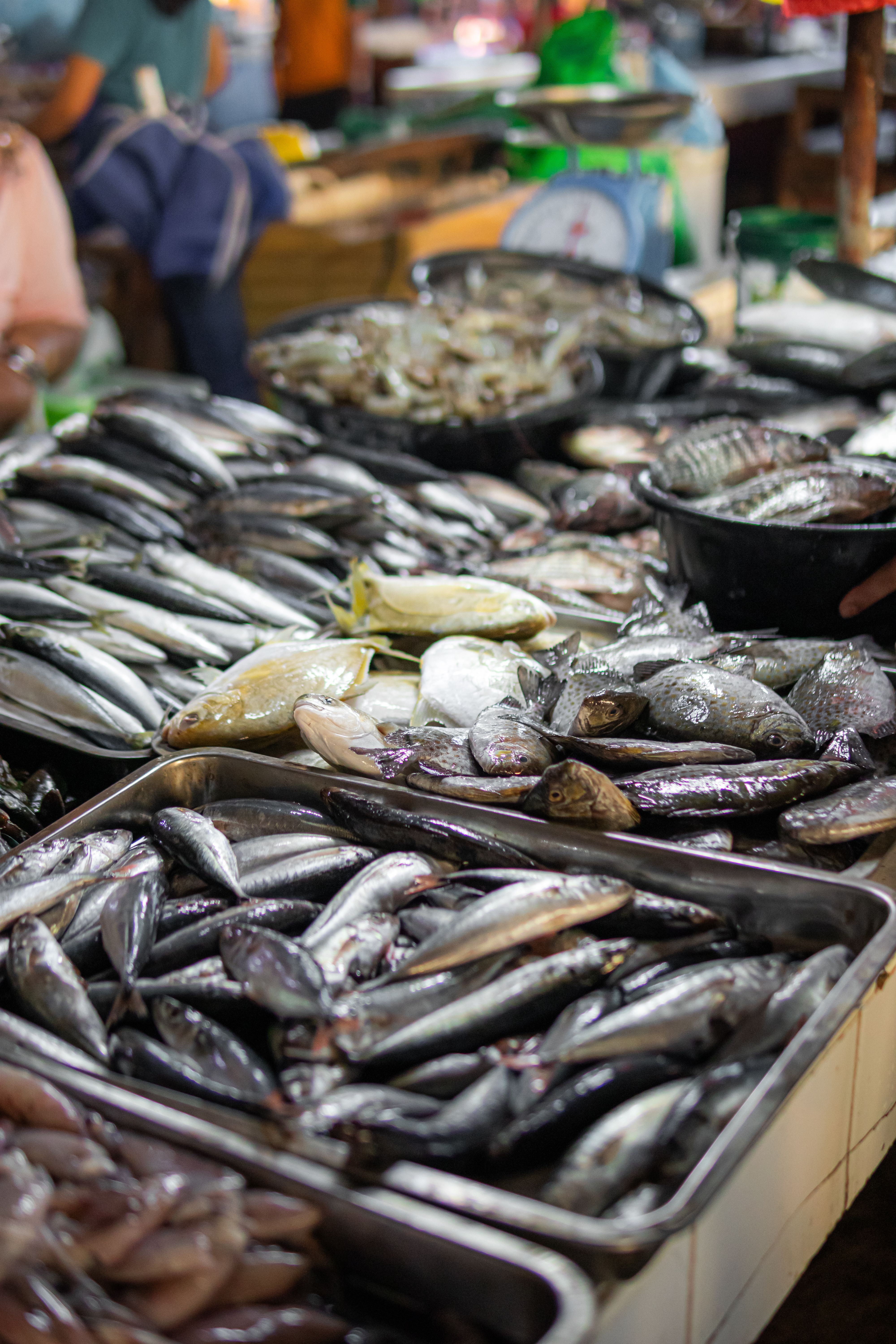 Fresh Fished on Market Stall · Free Stock Photo
