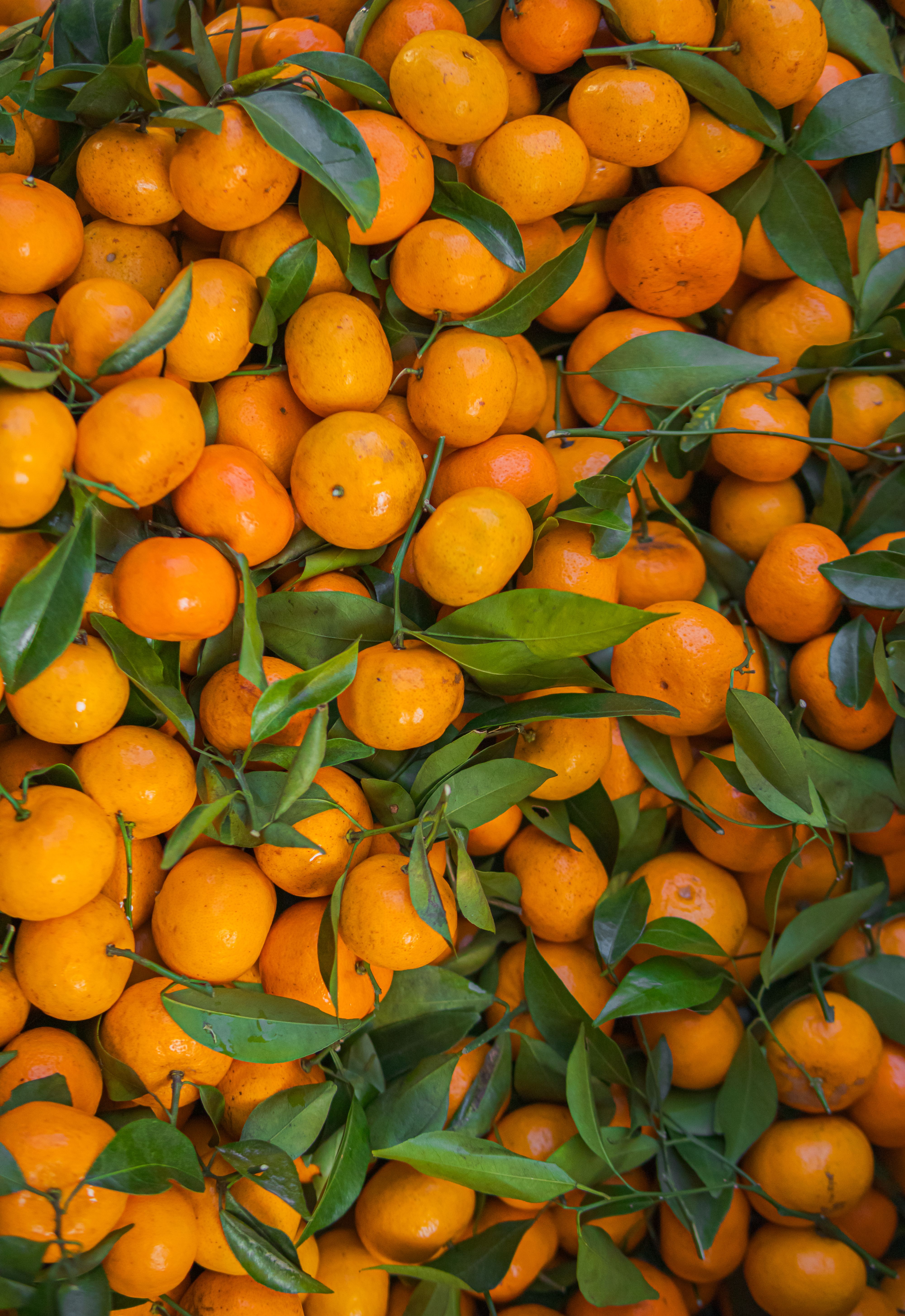 Oranges with Leaves · Free Stock Photo