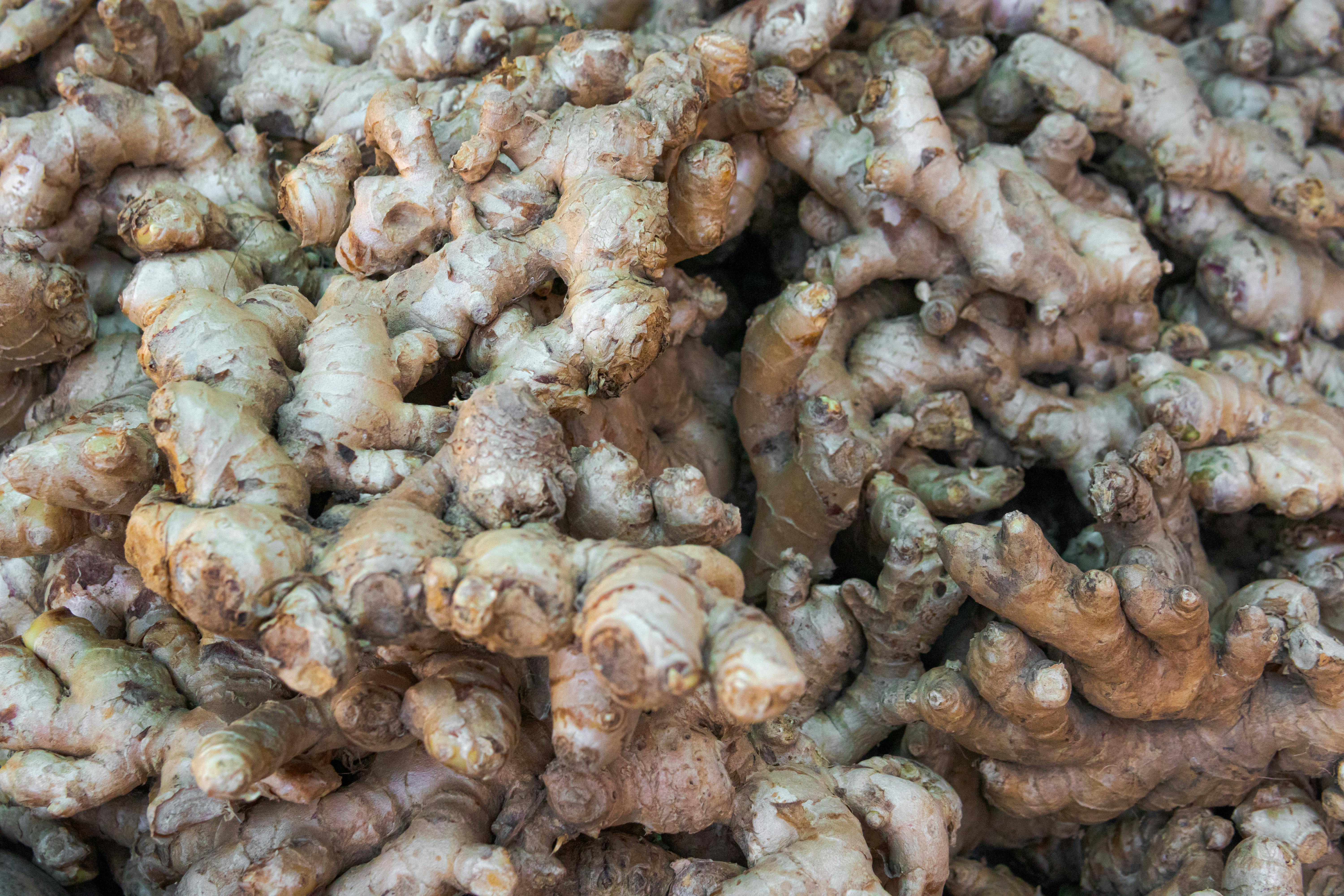 Vanilla Root Photos, Download The BEST Free Vanilla Root Stock Photos ...