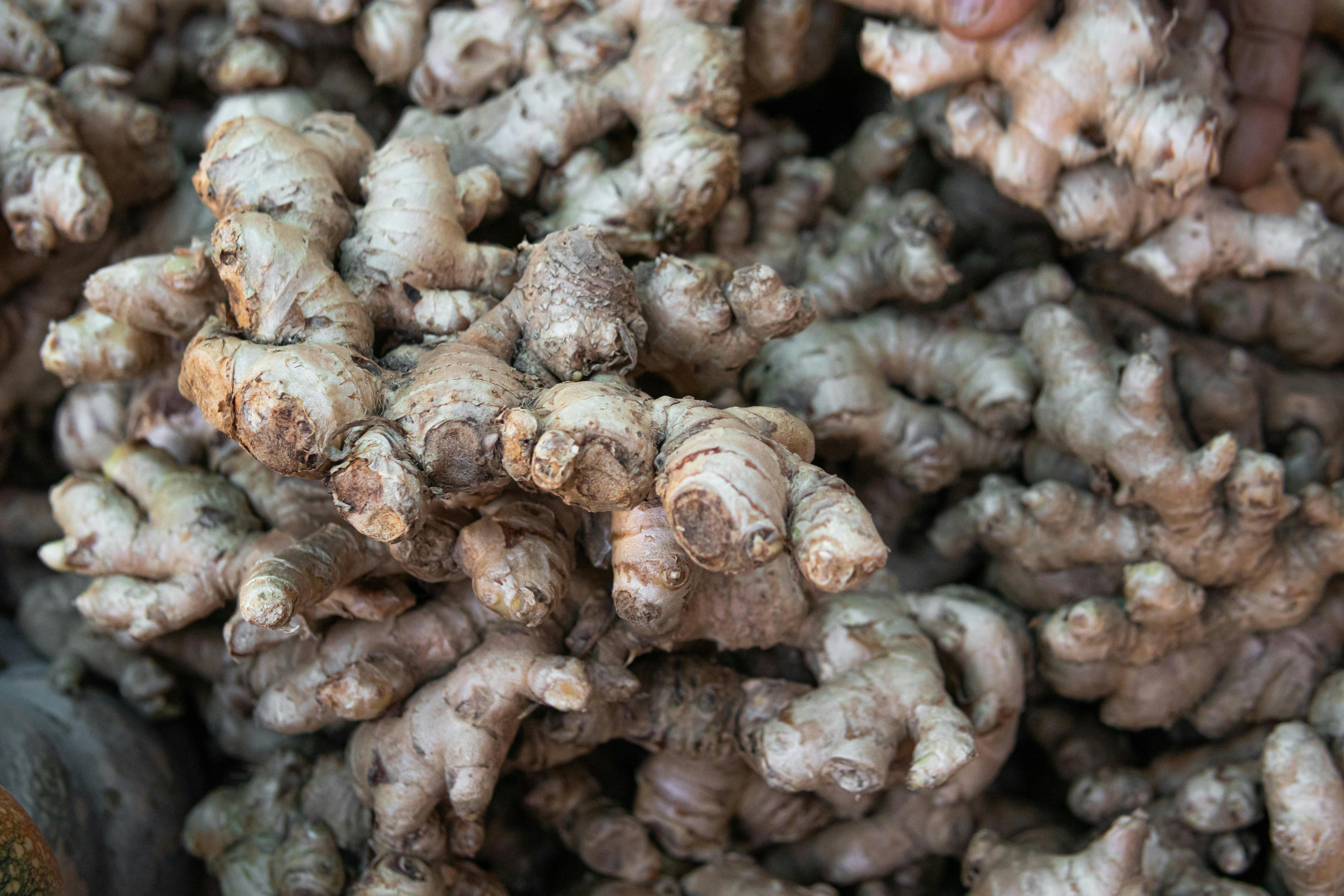 Roots of Ginger · Free Stock Photo