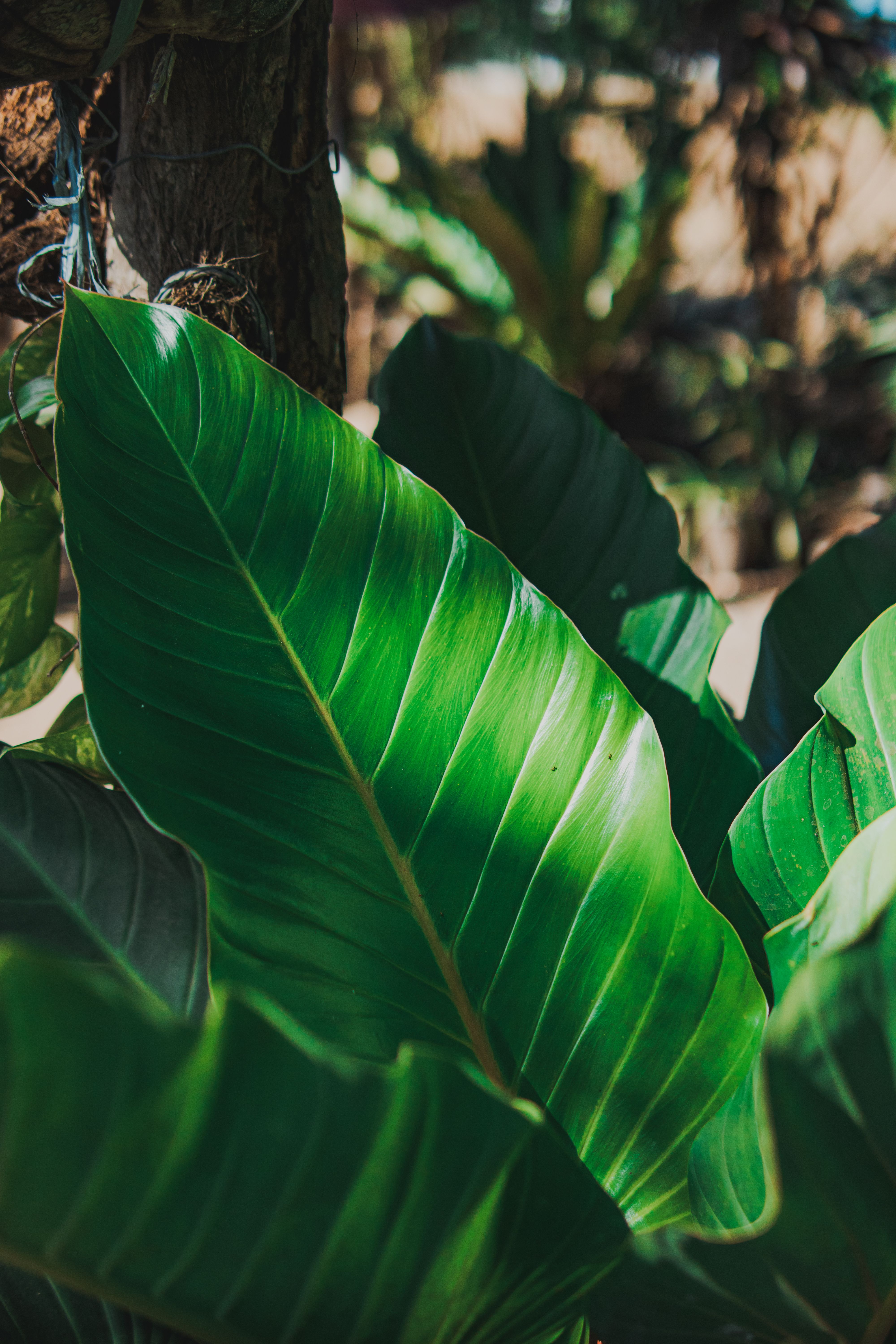 A Big Leaf · Free Stock Photo