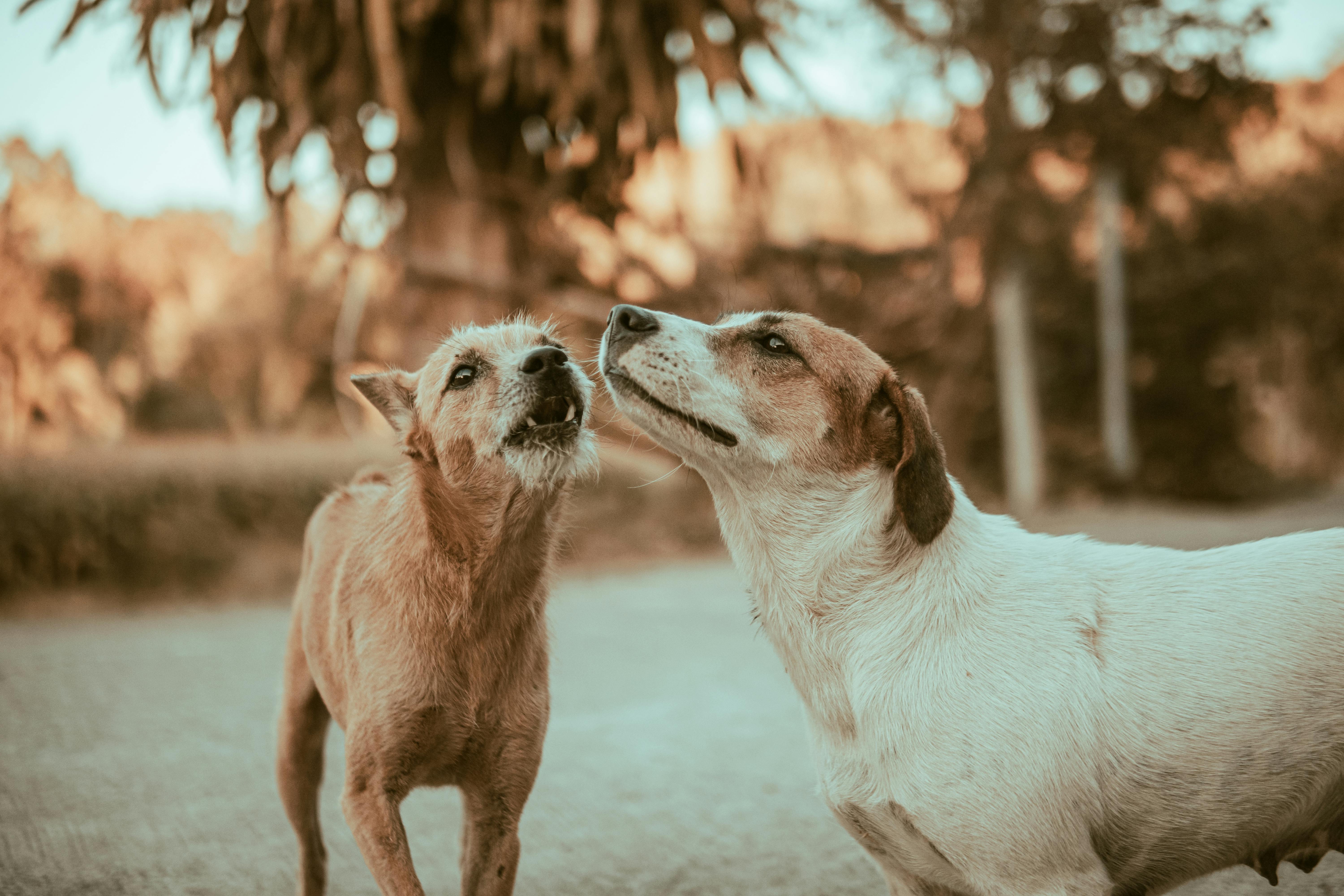 Two Barking Dogs · Free Stock Photo