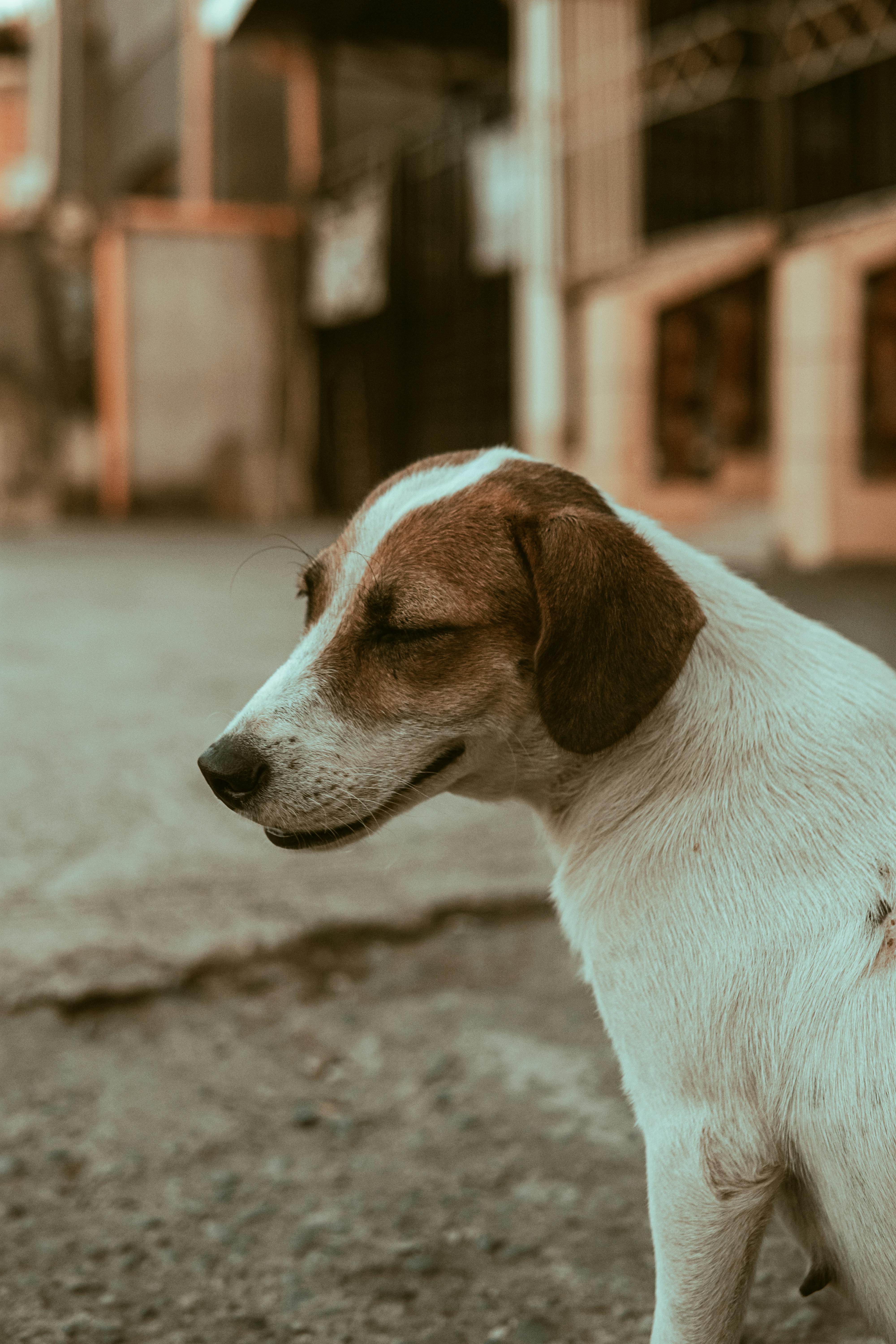 A Dog with Closed Eyes · Free Stock Photo