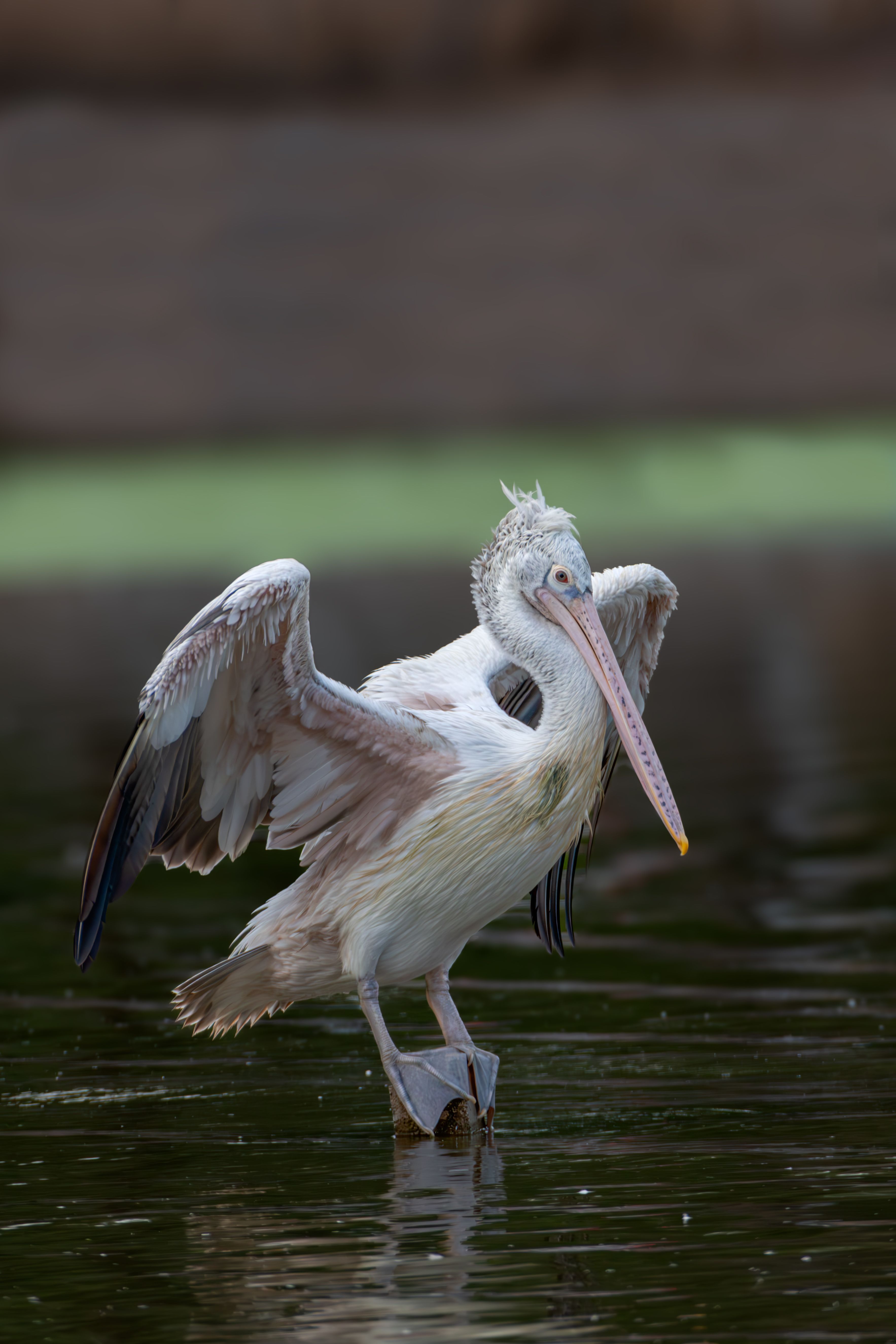 Pelican Perches on Pole just over Water · Free Stock Photo