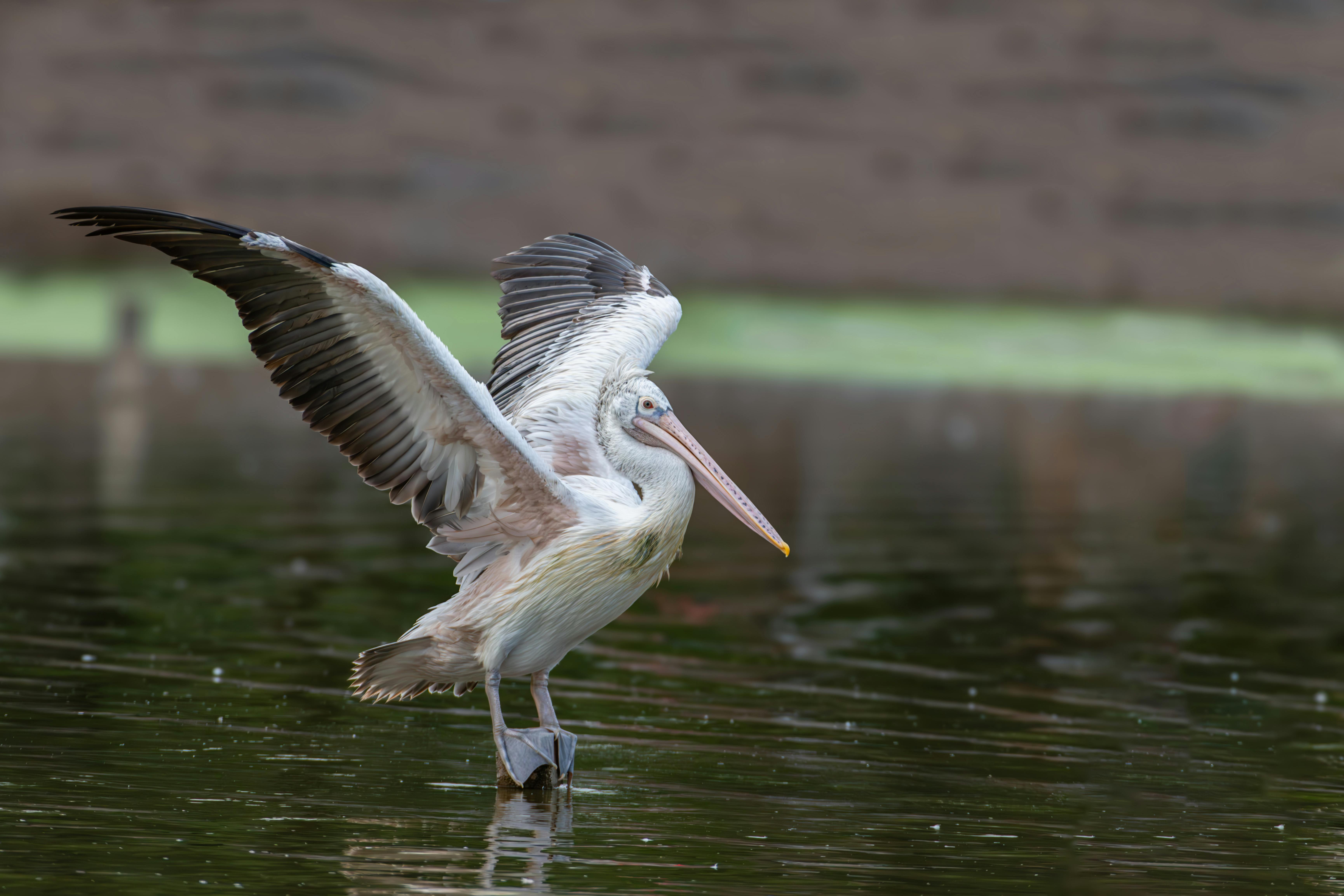 White Stork · Free Stock Photo