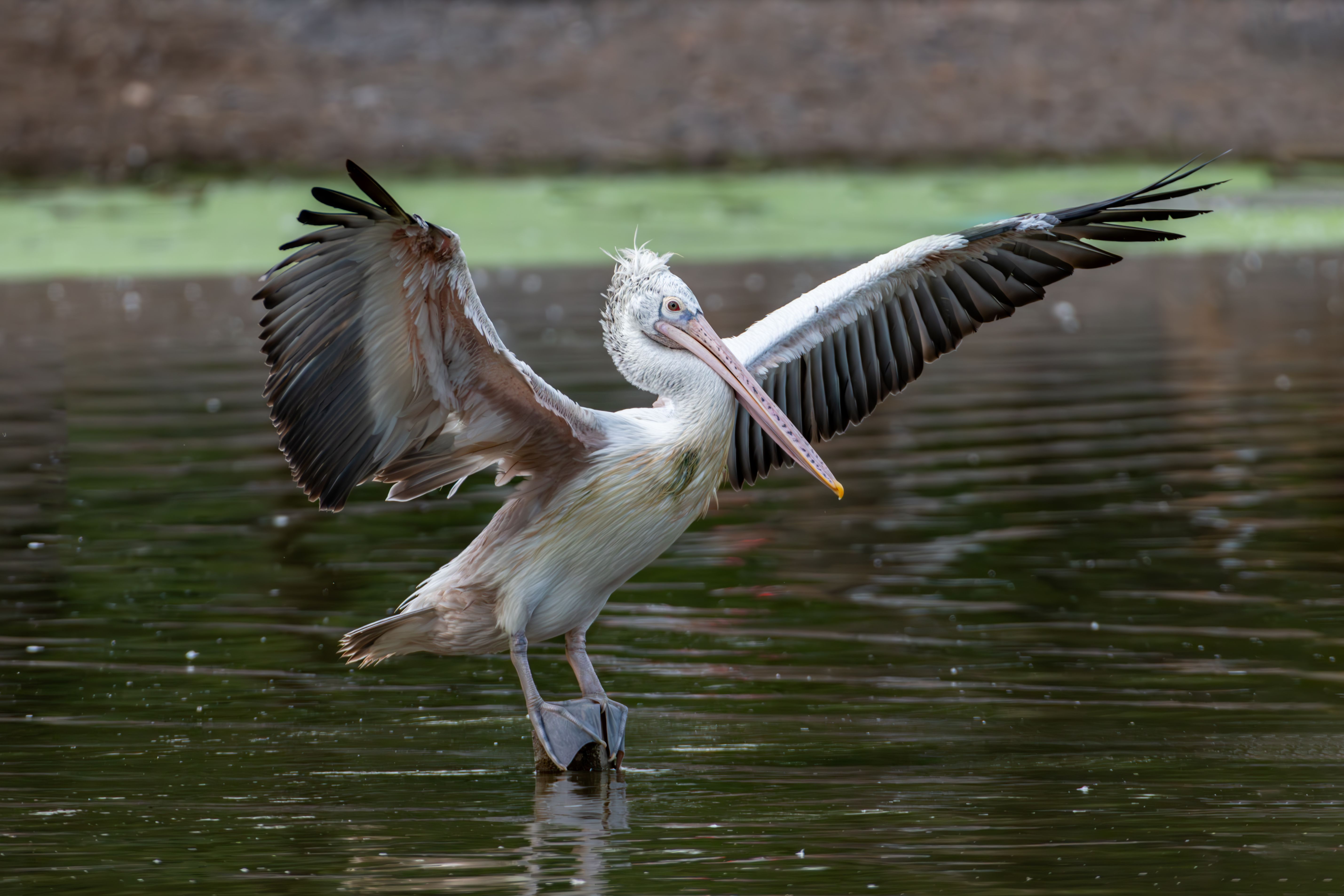 Pelican on Poles with Stretching Wings · Free Stock Photo