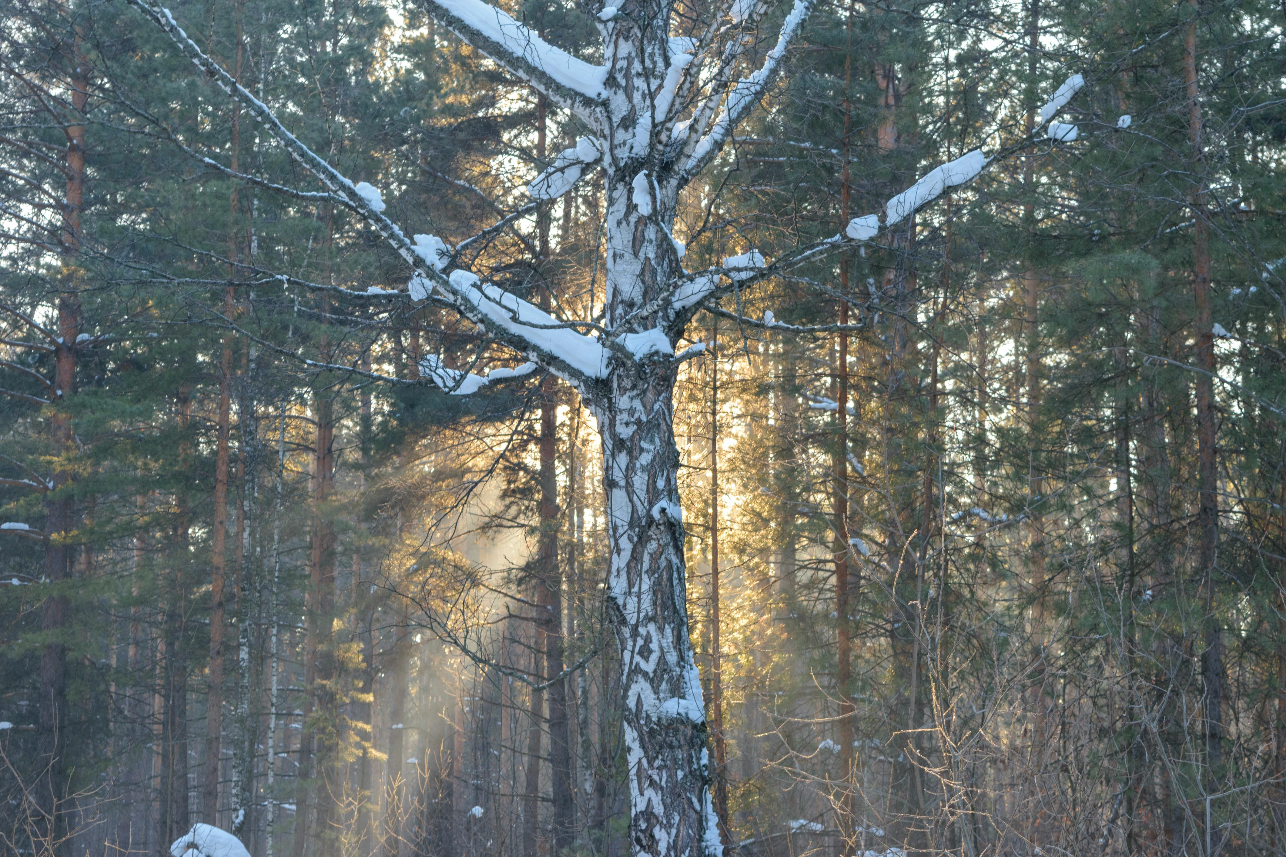 Aerial Photography of Snow Covered Trees · Free Stock Photo