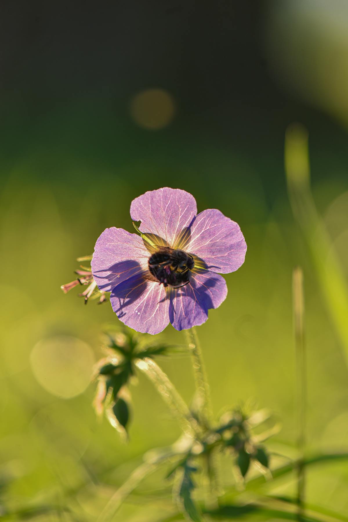 Lily Bee Photos, Download The BEST Free Lily Bee Stock Photos & HD Images
