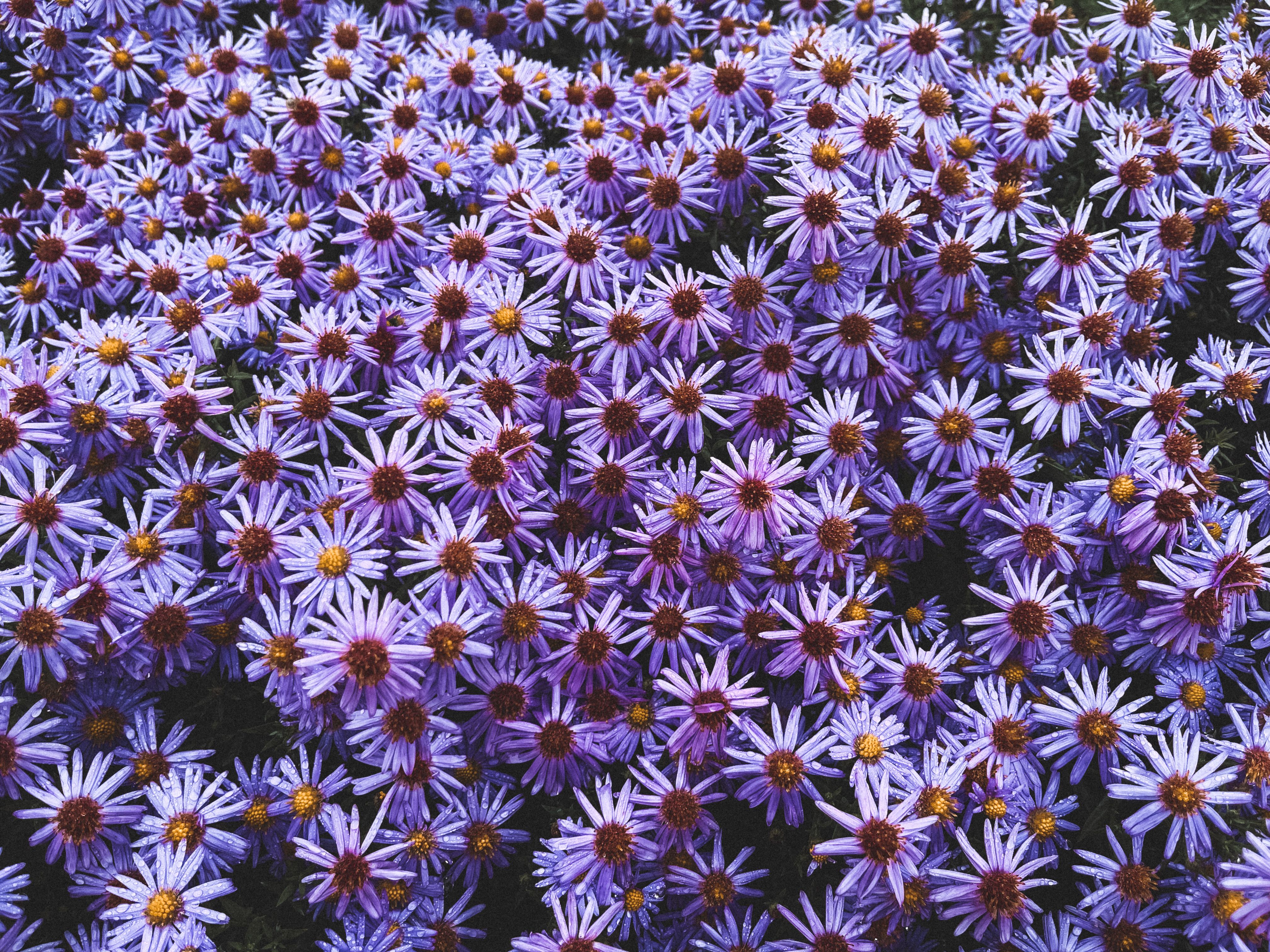 Purple Blooming Flowers · Free Stock Photo