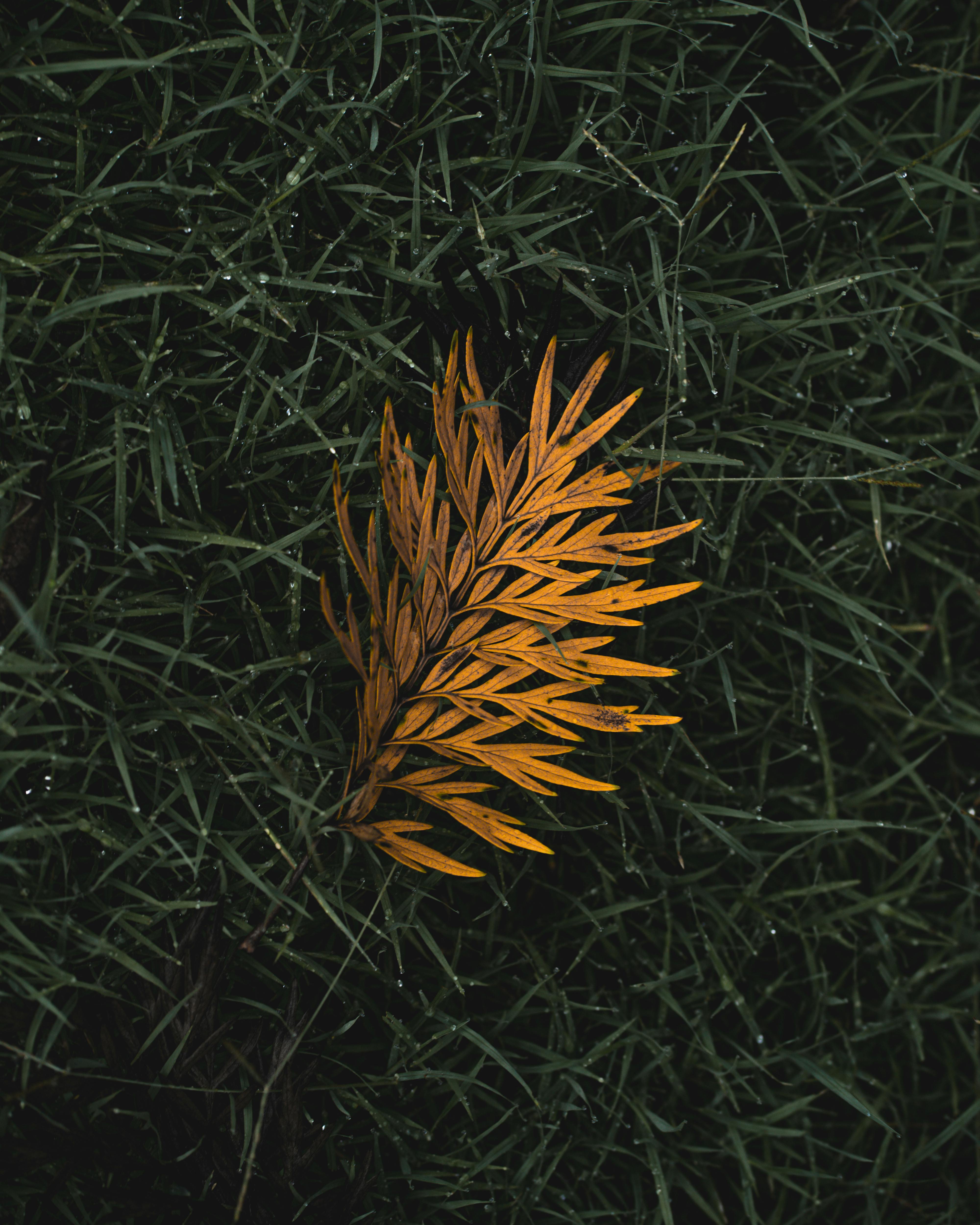 Thomas Holmes - Photography