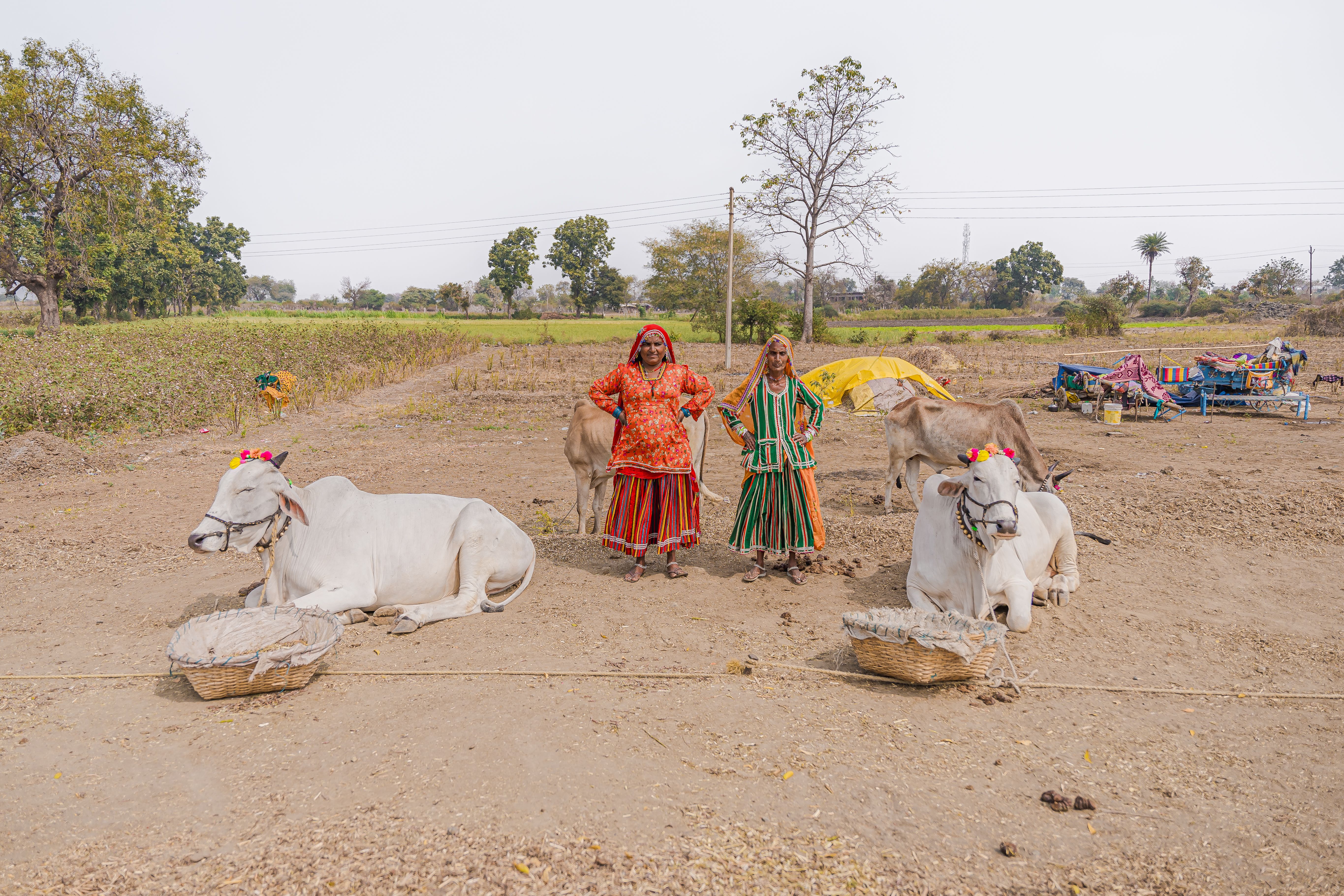 Cattle farming in India · Free Stock Photo