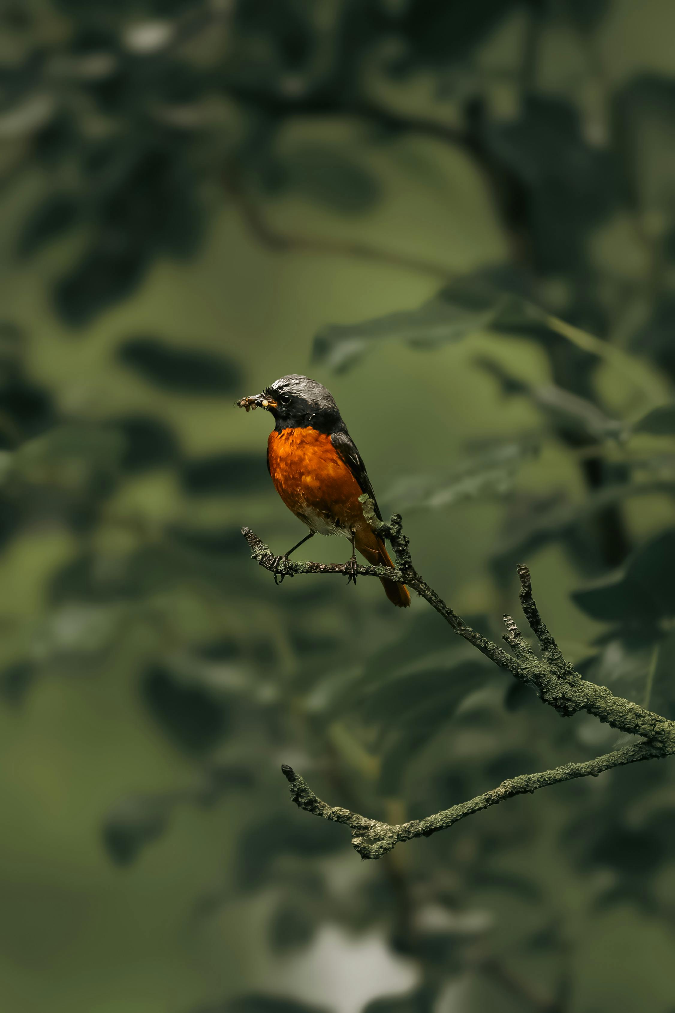 American Robin Bird on Branch · Free Stock Photo