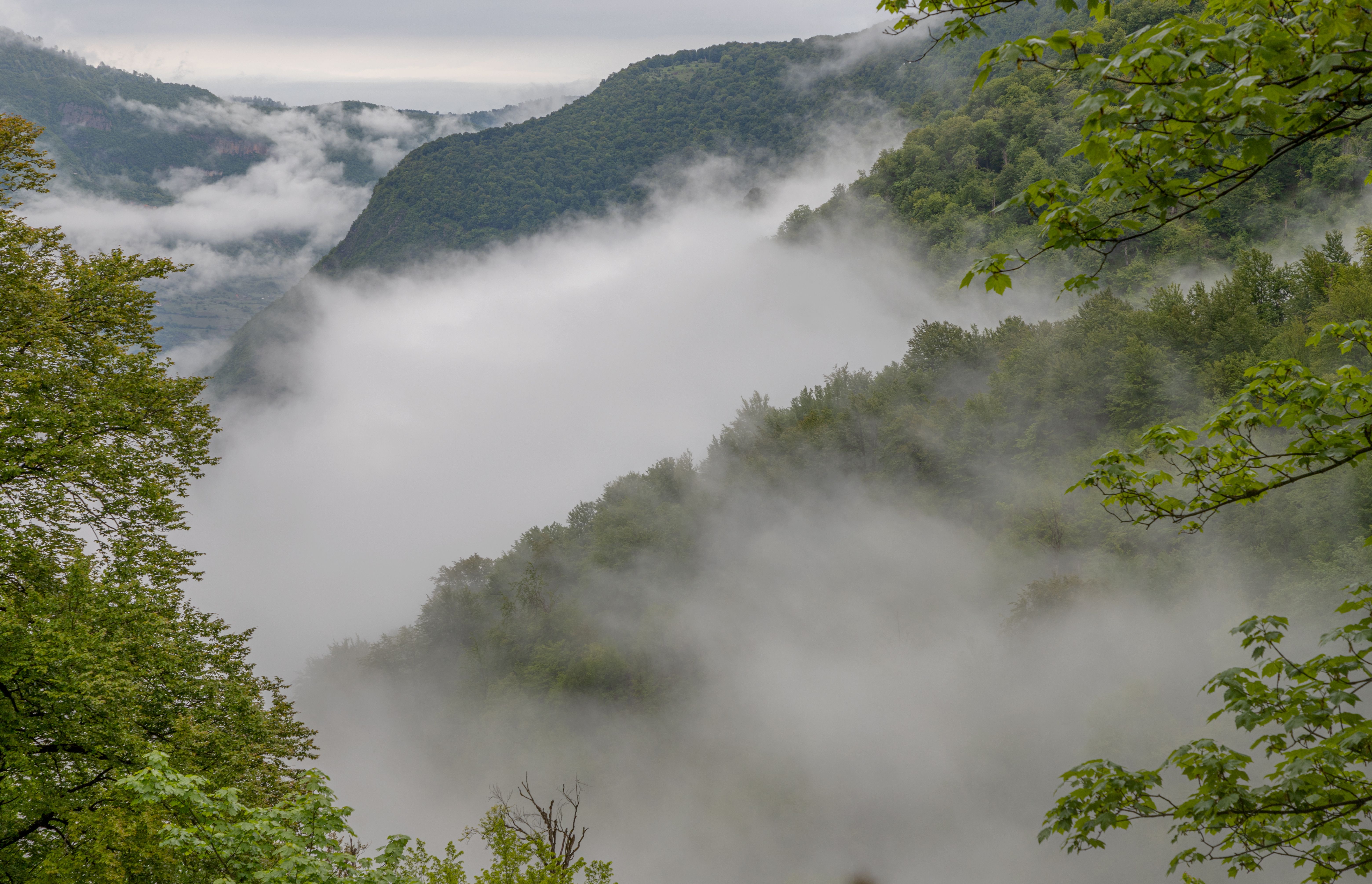 Mist over Woodland in Valley · Free Stock Photo